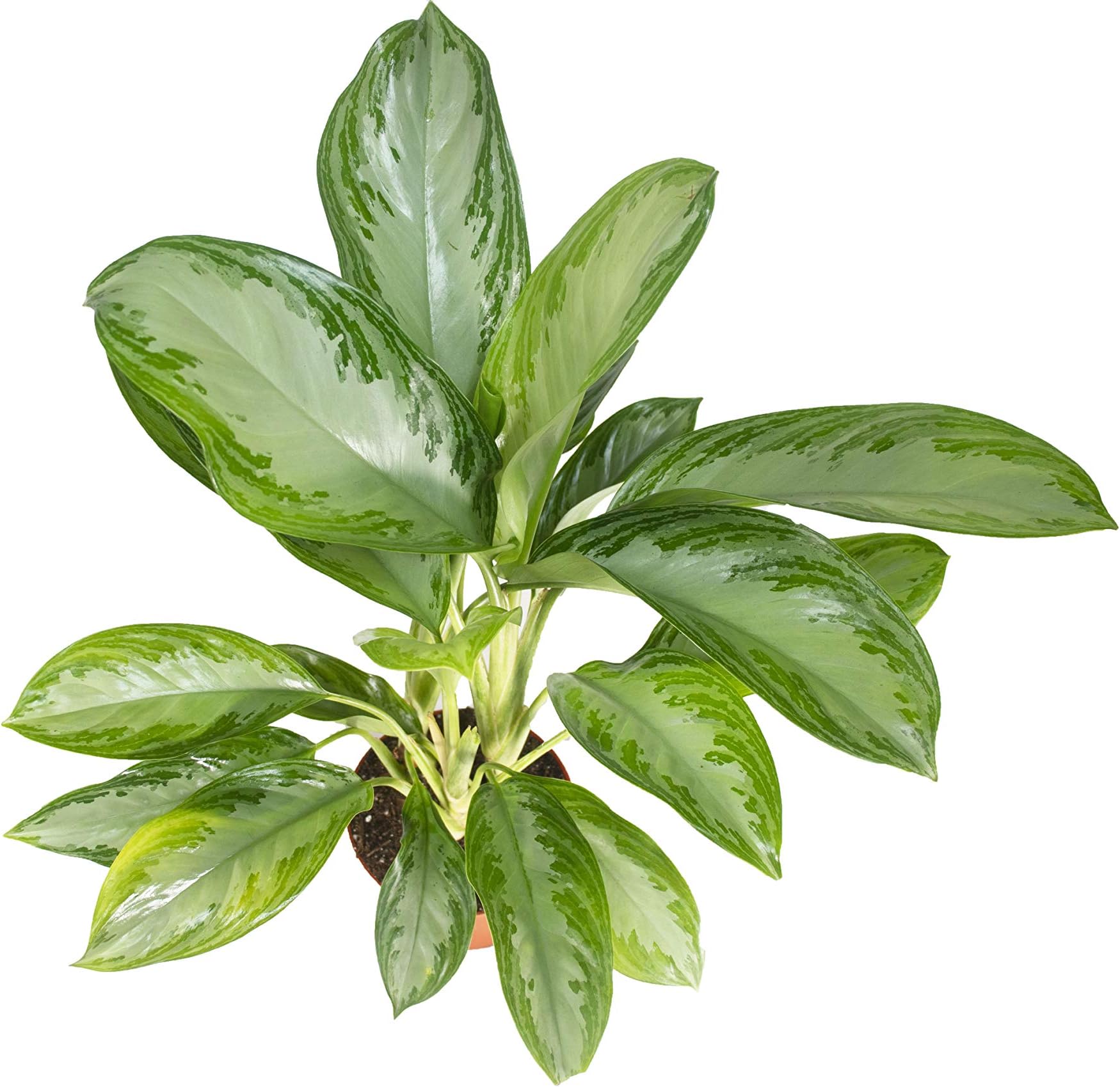 Amazon.com : 6 in. Aglaonema Maria Plant : Patio, Lawn & Garden