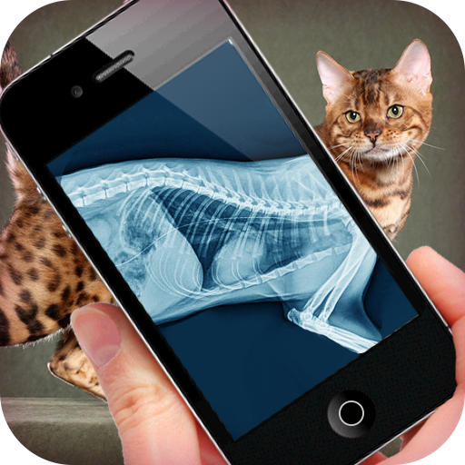 Simulation XRay Cat - App on Amazon Appstore