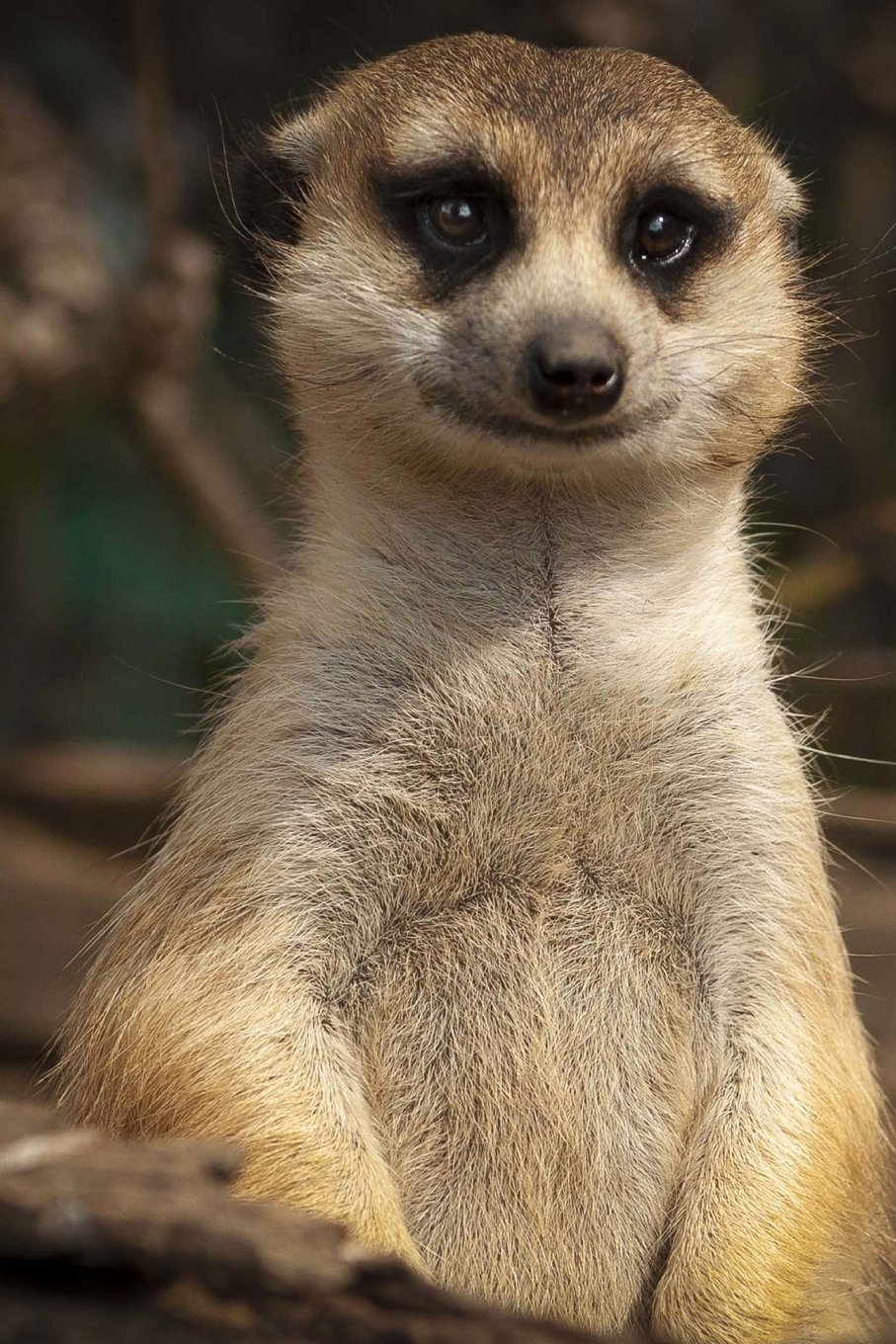 Meerkat Smile A Close Up Of A Meerkats Face With A Smile On Its Face