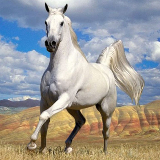 Horse Jigsaw Puzzles - App on Amazon Appstore