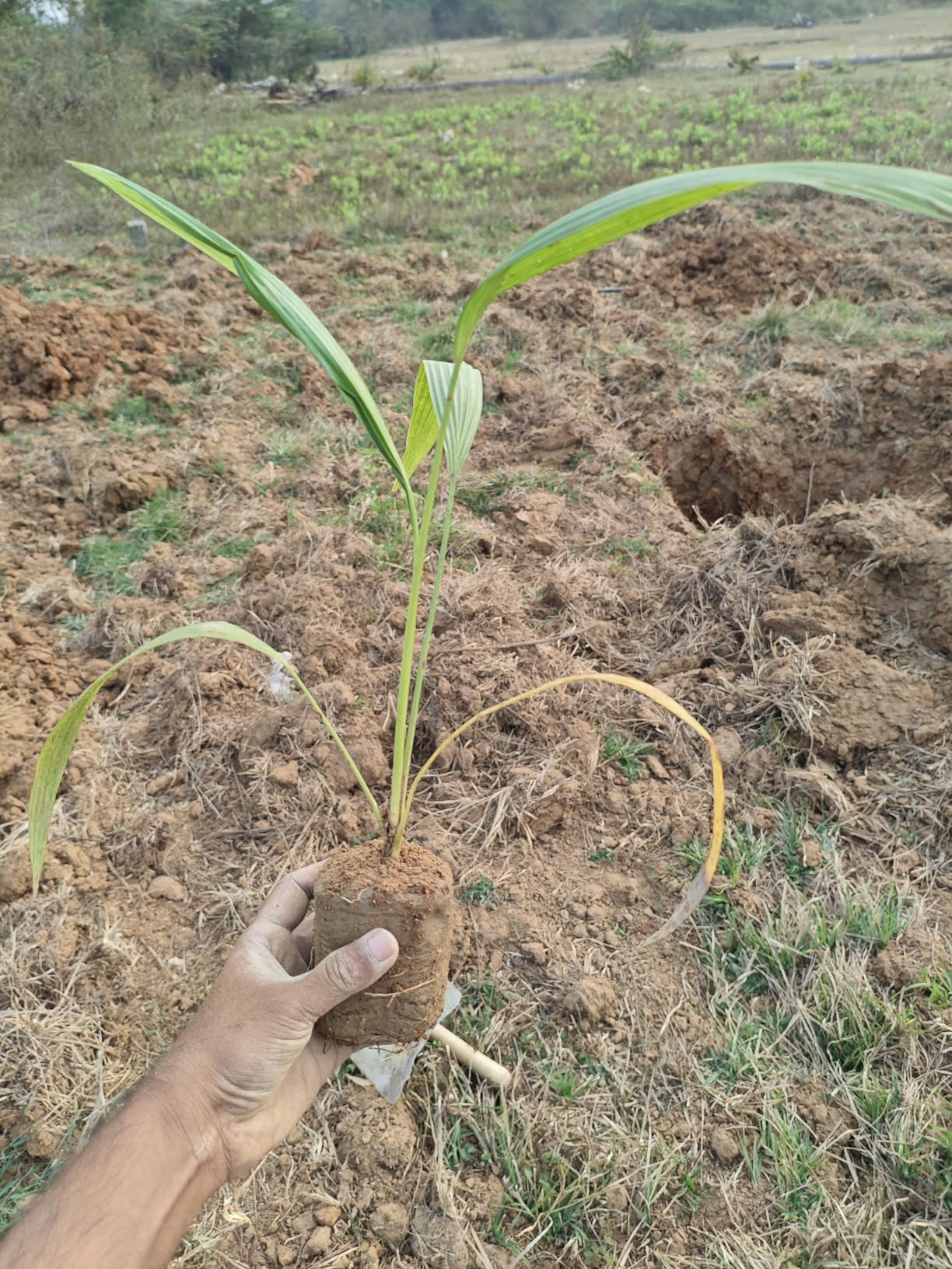 Live Hybrid Dwarf High Yield Green Coconut Fruit Tree Or Green Nariyal ...