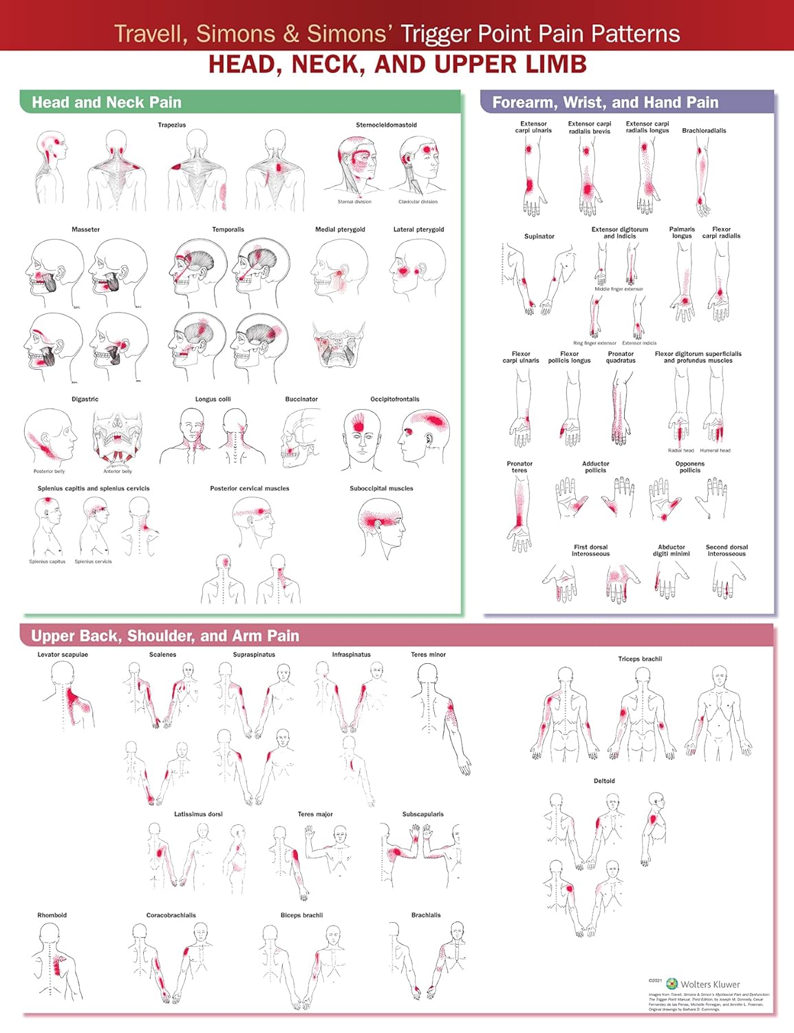 Travell, Simons & Simons’ Trigger Point Pain Patterns Wall Chart: Head ...