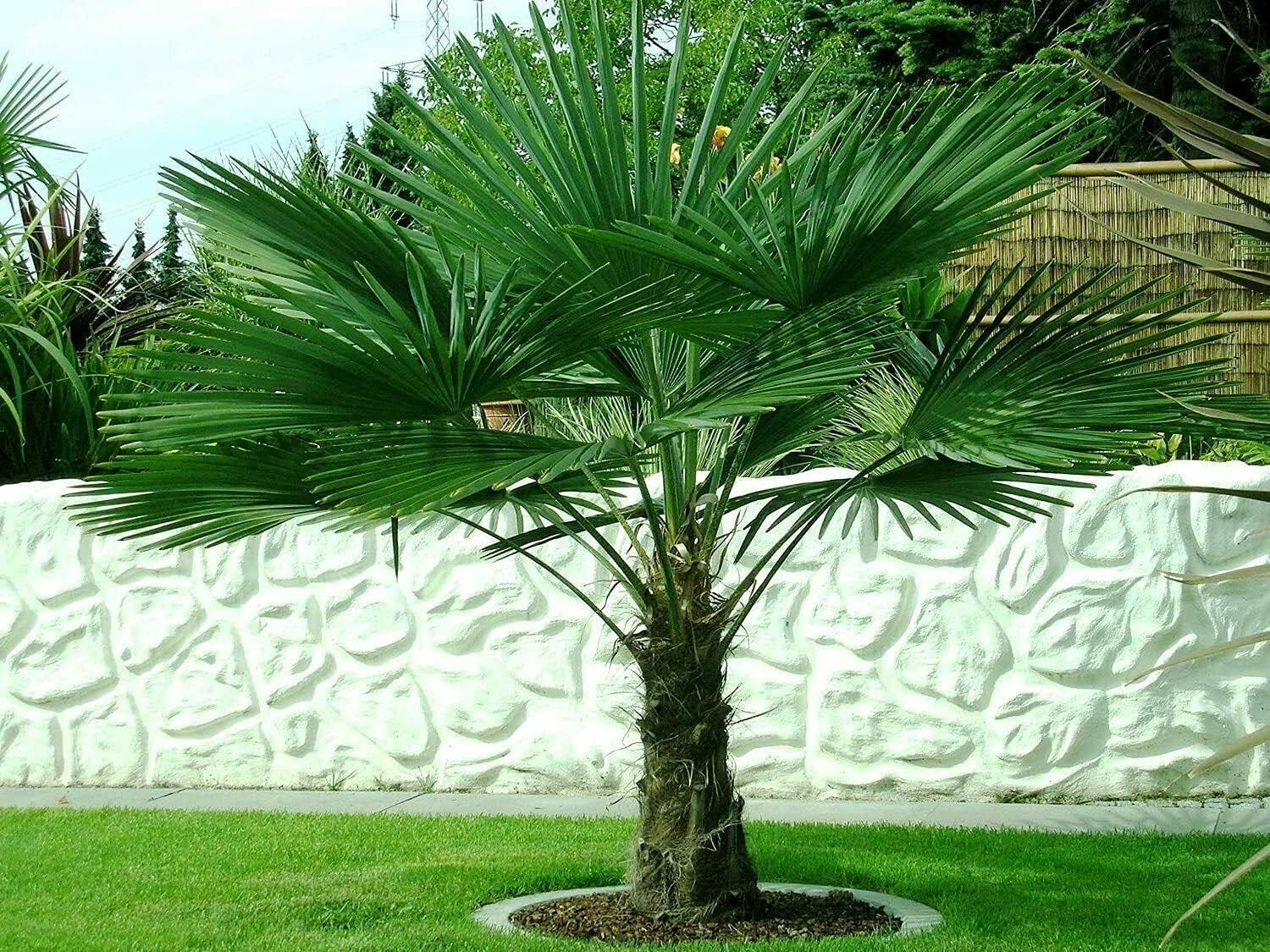 Amazon.com : 15pcs Windmill Palm Seeds Trachycarpus Fortunei Tree Seeds ...