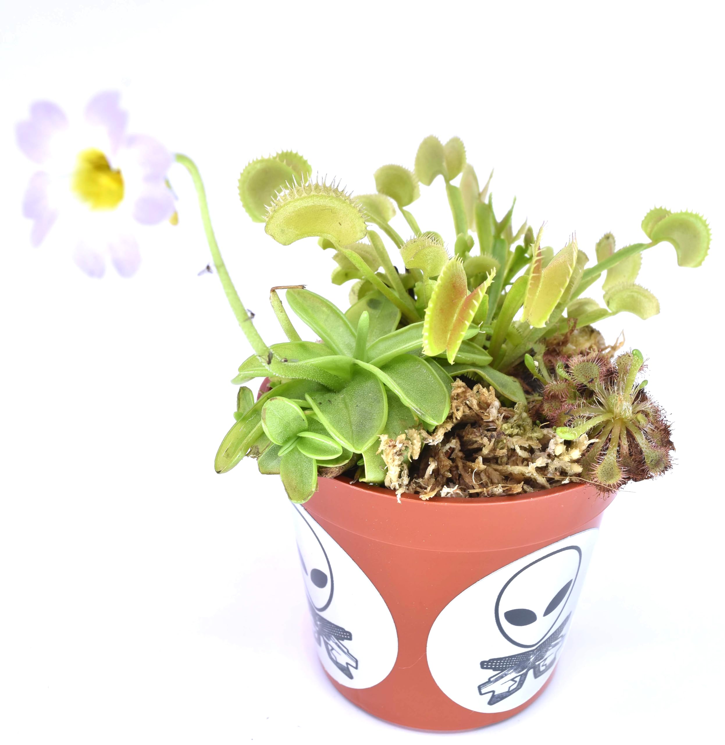 Amazon.com : Potted Venus Flytrap - Pinguicula Mexican Butterwort ...