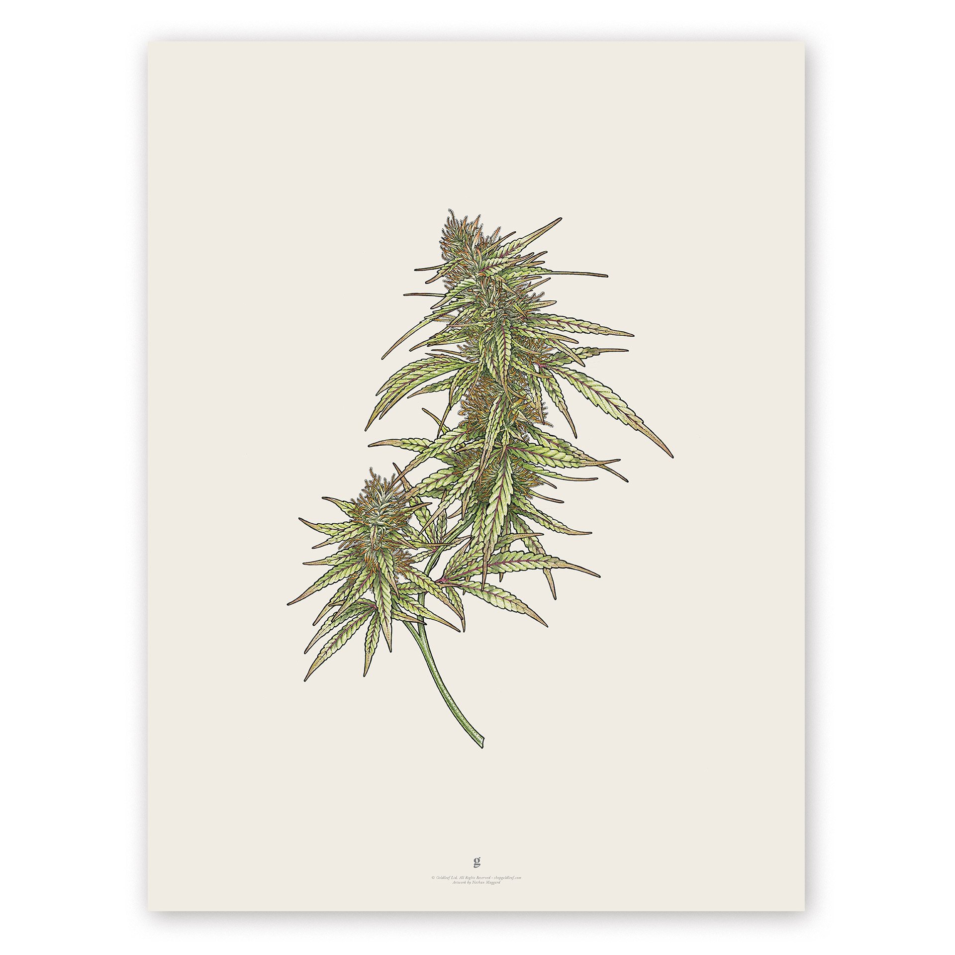 Weed Drawing Plant