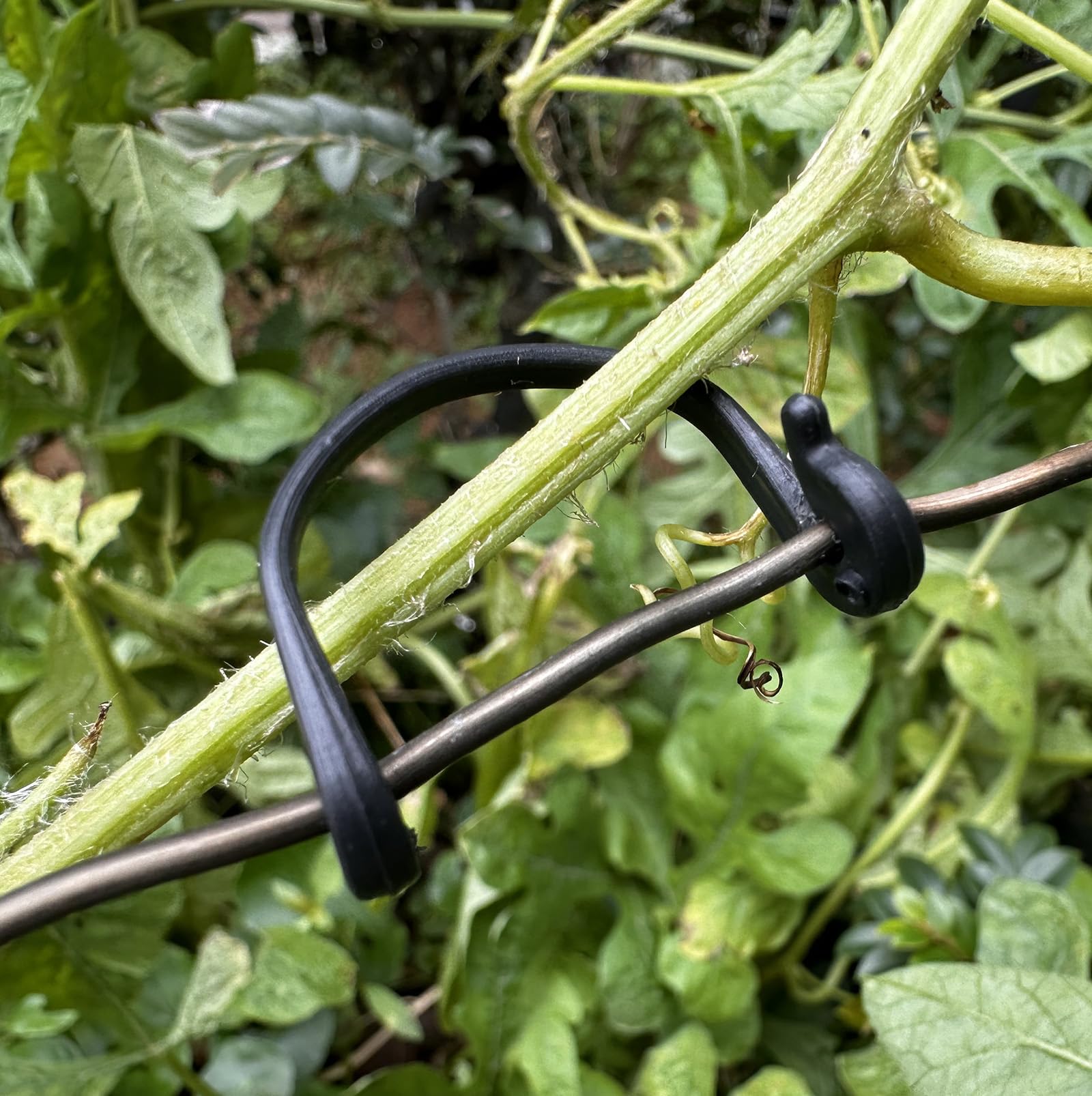 Amazon.com : 300PCS Grape Vine Trellis - Organize Support Raspberry ...