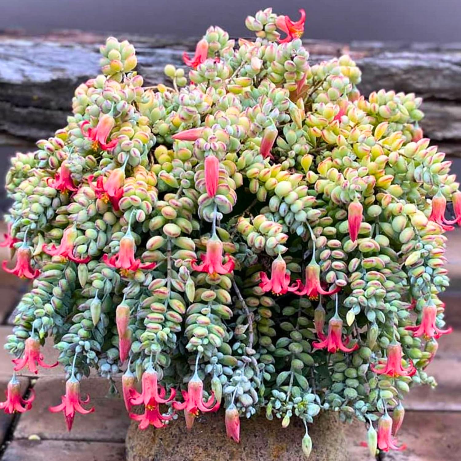 Amazon.com : 1 Cotyledon Pendens Succulent Plant Live, Trailing ...