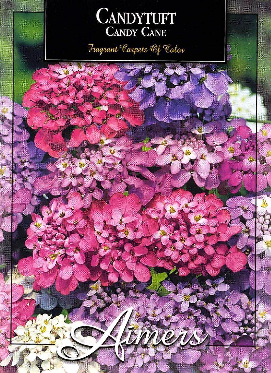 Amazon.com : Aimers 3186 Candytuft Candy Cane Mix Seed Packet ...