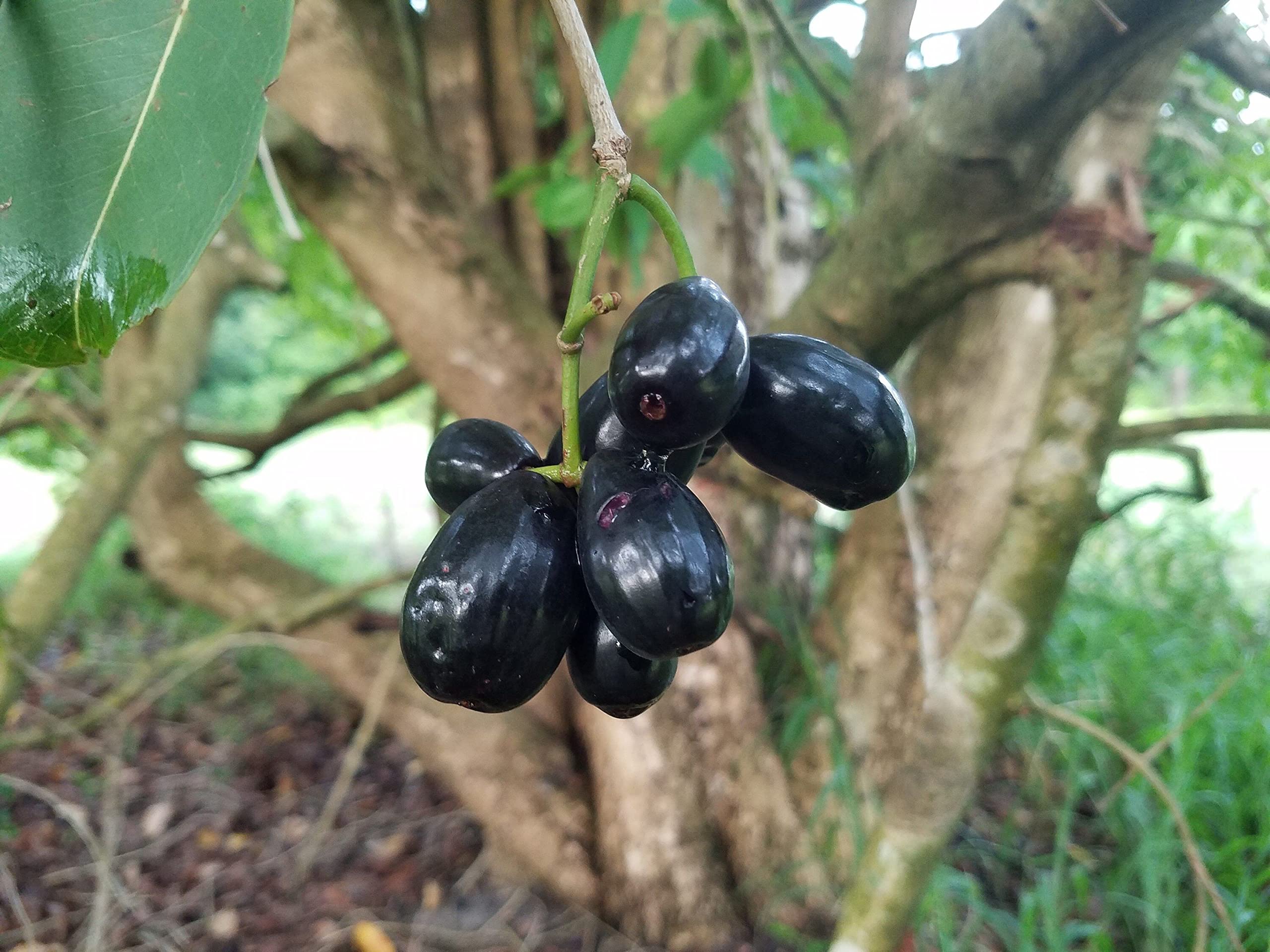 Jamun Fruit Tree