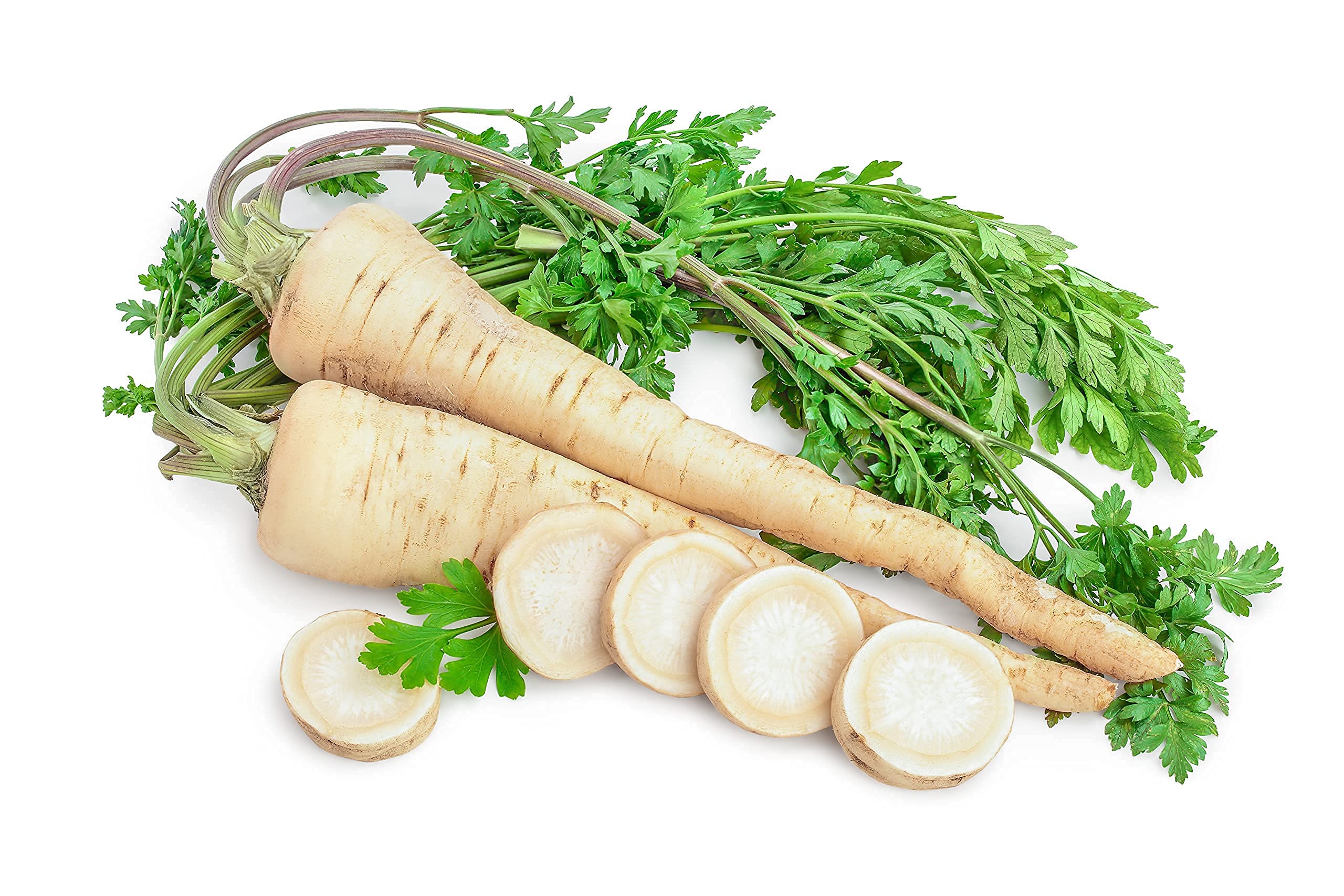 Amazon.com : Parsnip Seeds, 200+ Harris Model, Heirloom, Non GMO Seeds ...