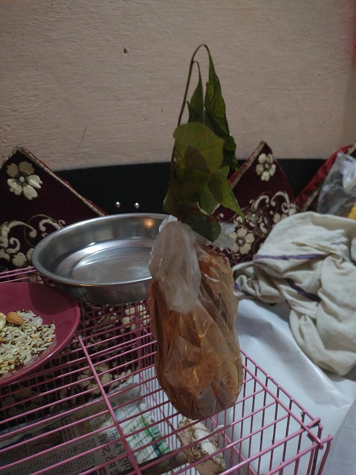 Kapebonavista Char Chironji Tree Buchanania lanzan plant : Amazon.in ...