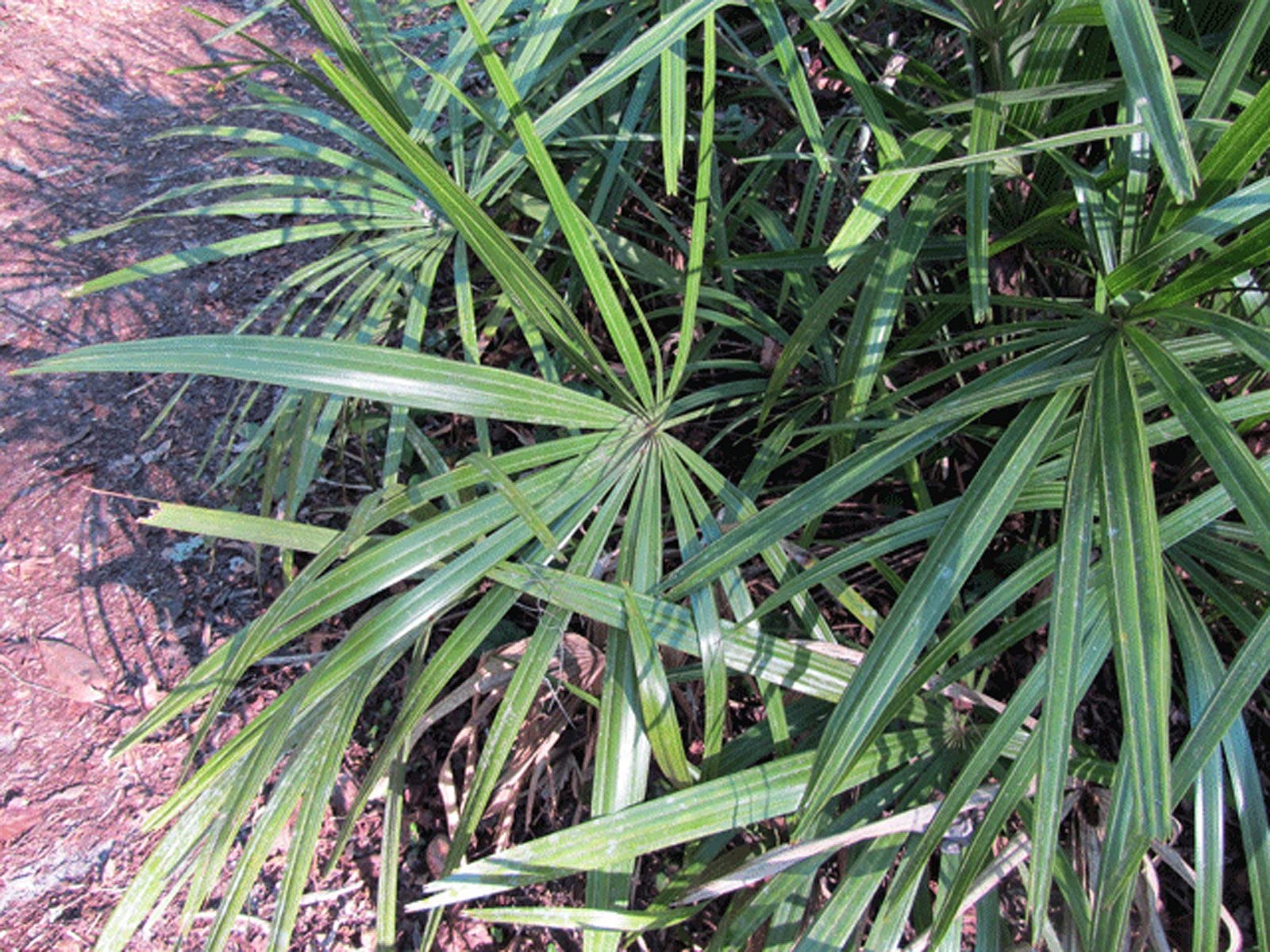 Needle Palm Plant