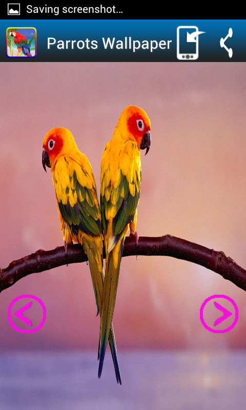 Wallpaper Of Parrots - App on Amazon Appstore