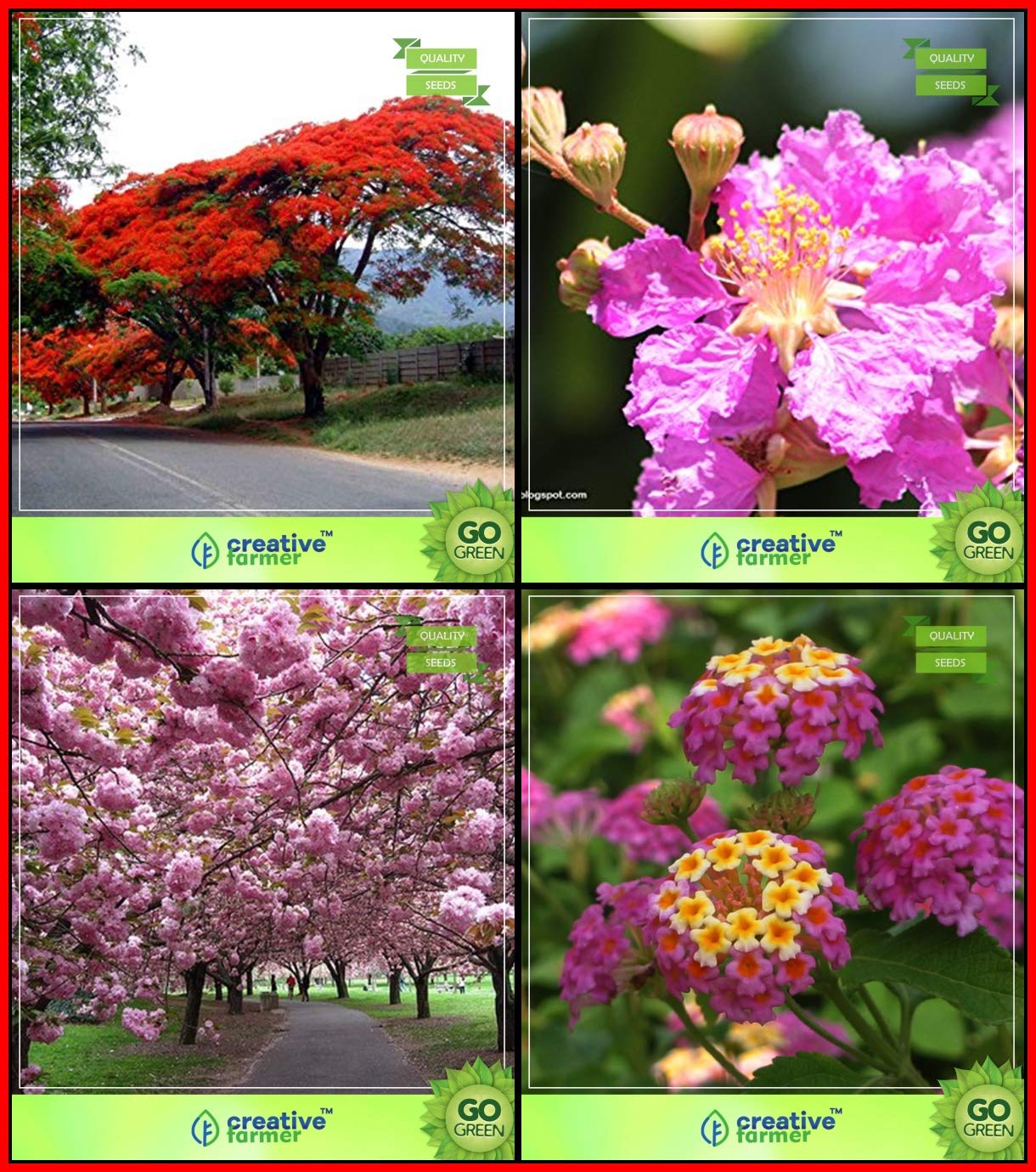 Buy Creative Farmer Bonsai Suitable Combo Tree : Delonix Regia, Pride ...