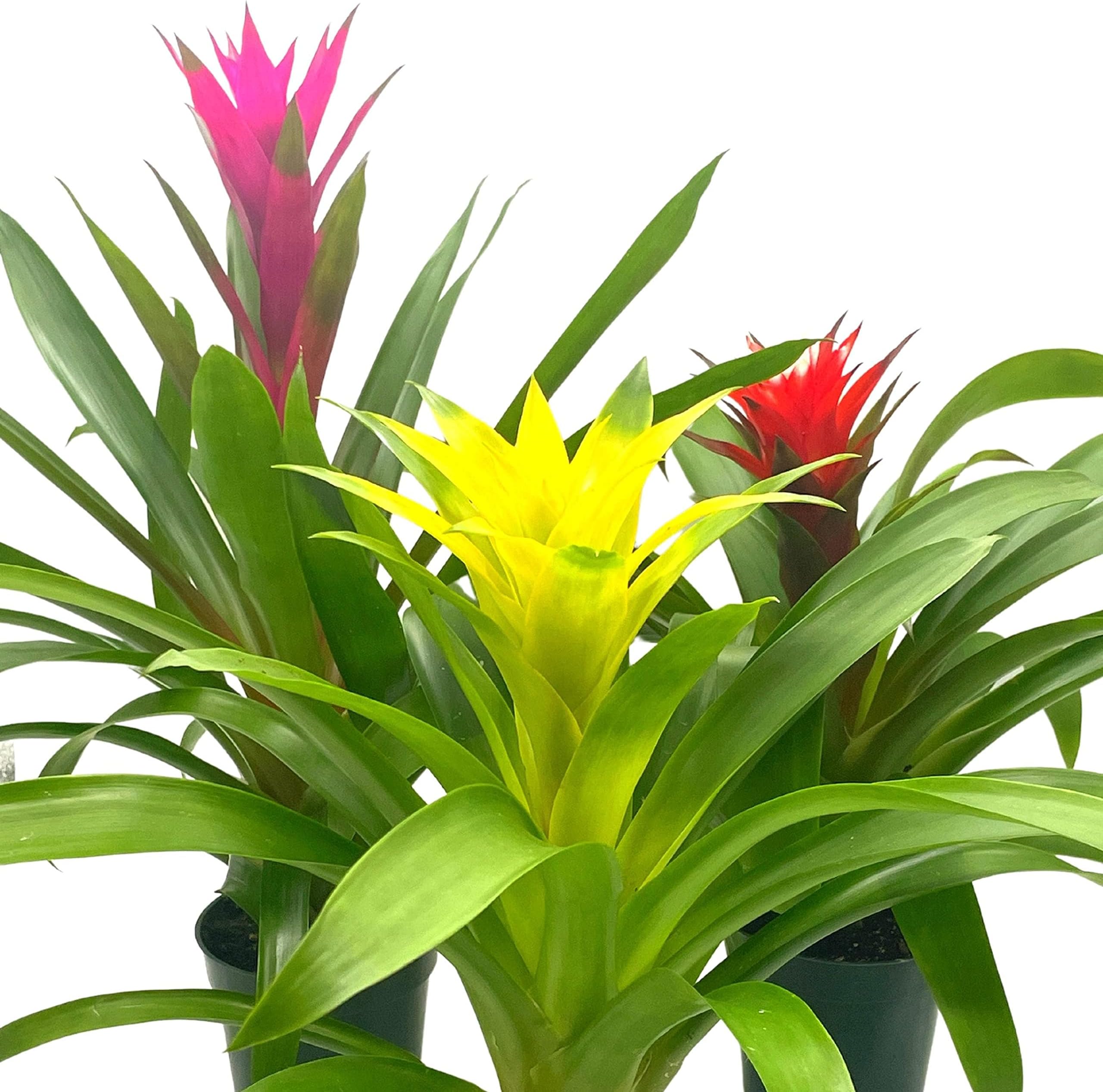 Amazon.com : New fresh100Pcs Mixed Bromeliad Flower Seeds Generic ...