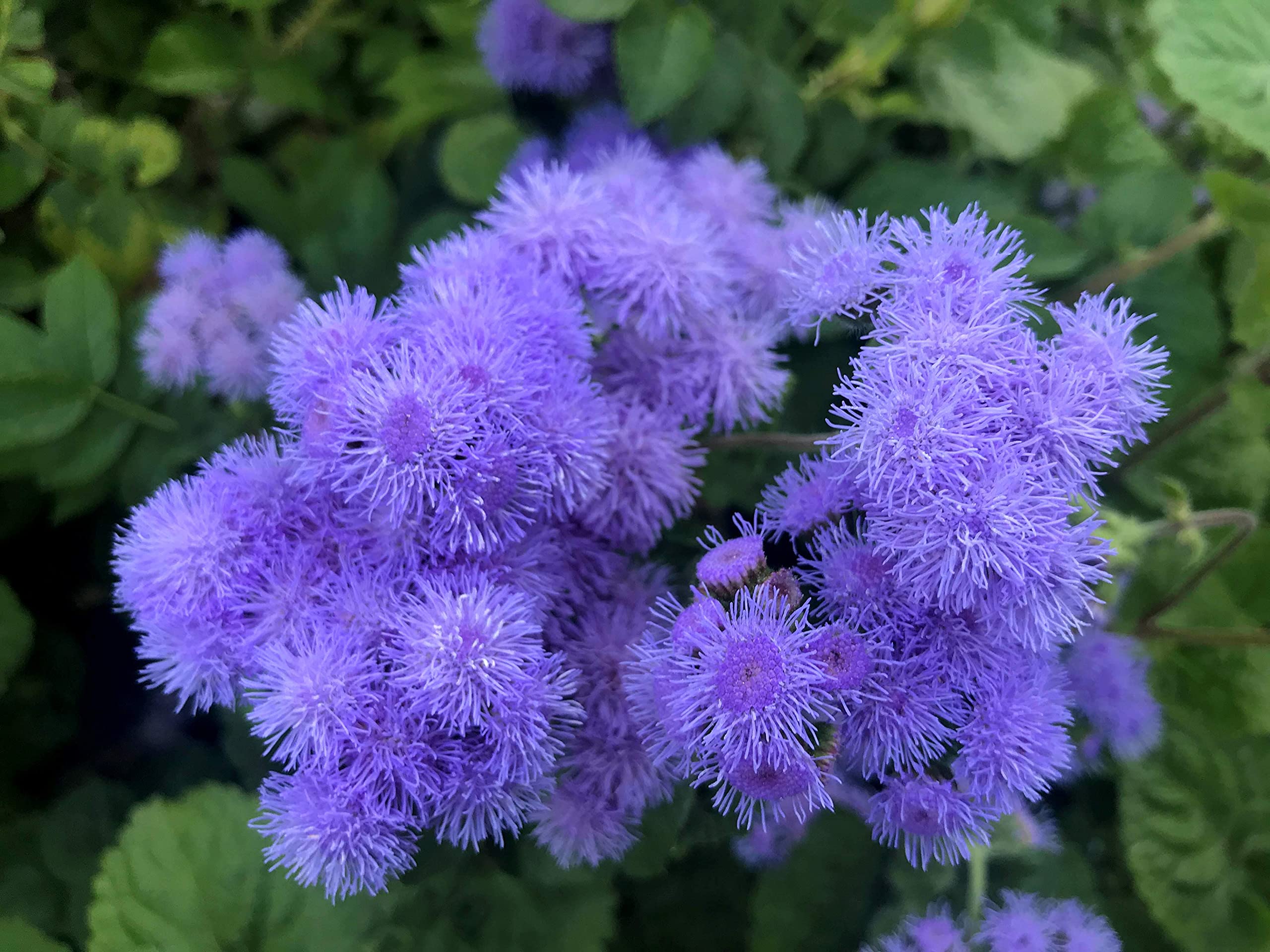Ageratum Houstonianum