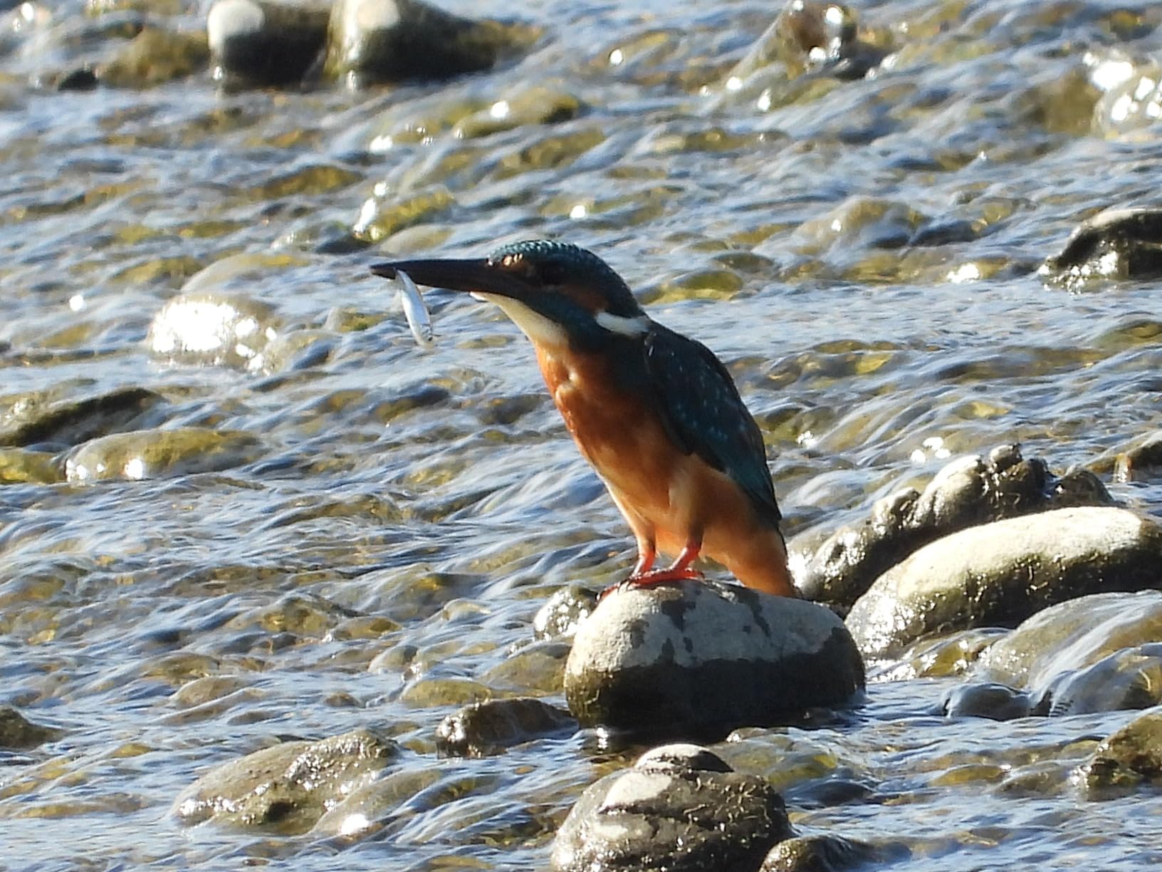 Amazon | エレコム 写真用紙 A4 20枚 光沢 美しい光沢紙 厚手 0.225mm 日本製 【お探しNo:D171】 EJK-GANA420 | フォト用紙 | 文房具・オフィス用品