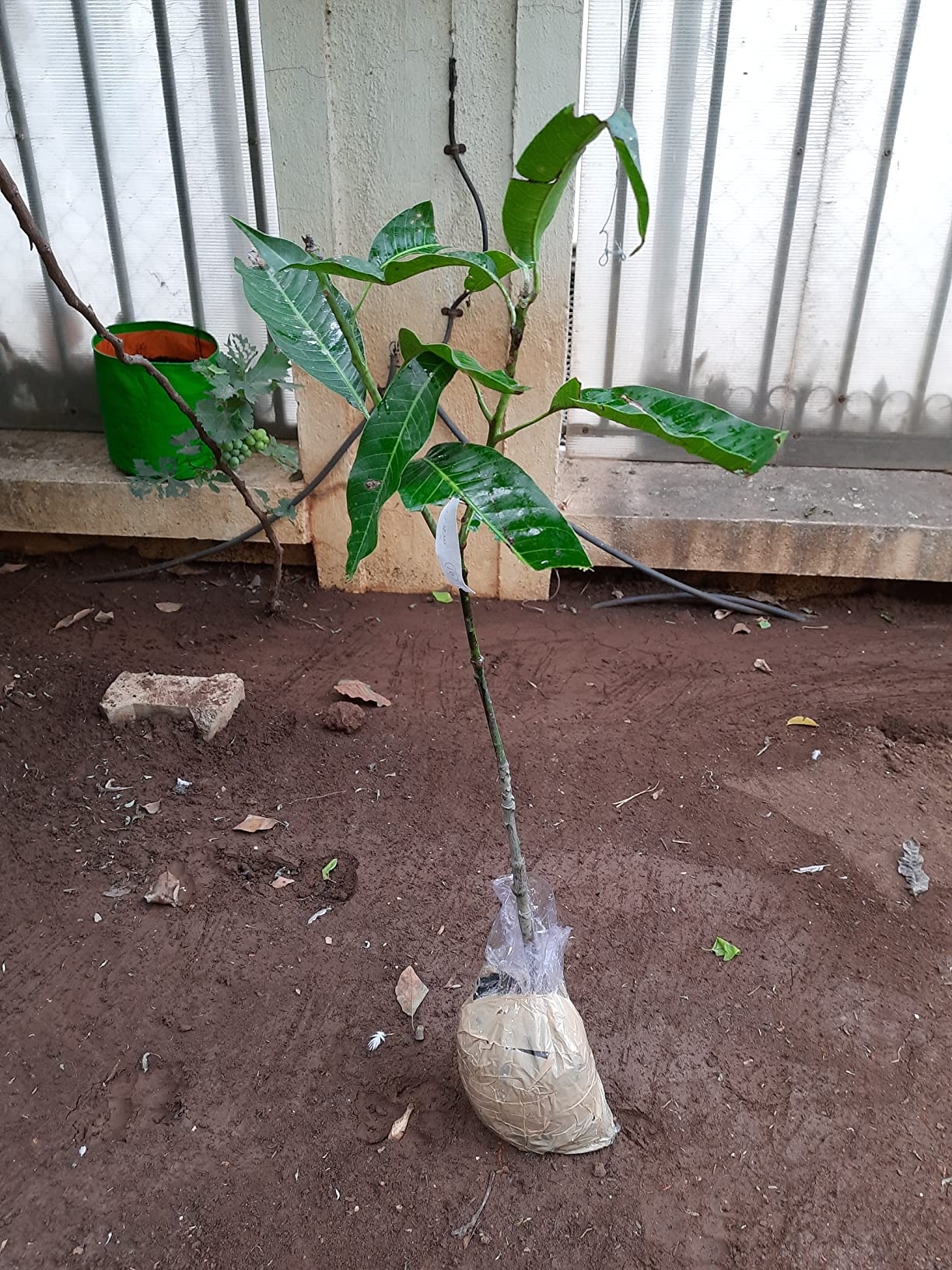 Exotica Orchids Irwin Mango Plant - Grafted : Amazon.in: Garden & Outdoors