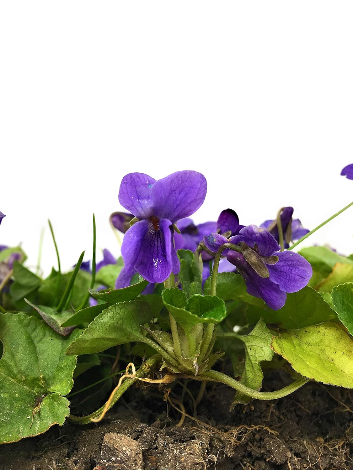 Violetas secas Gránulos de flores de violeta natural de Alemania (Viola ...