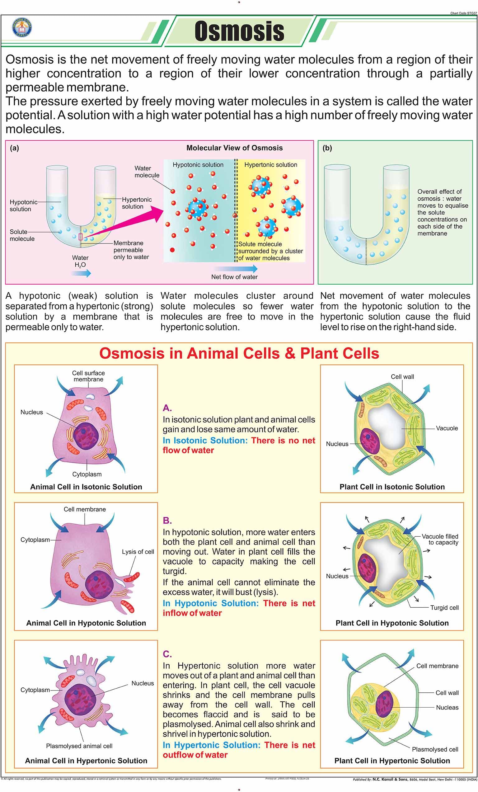 Buy STG37 | TeachingNest | Osmosis Chart (58x90 cm) | English | General ...