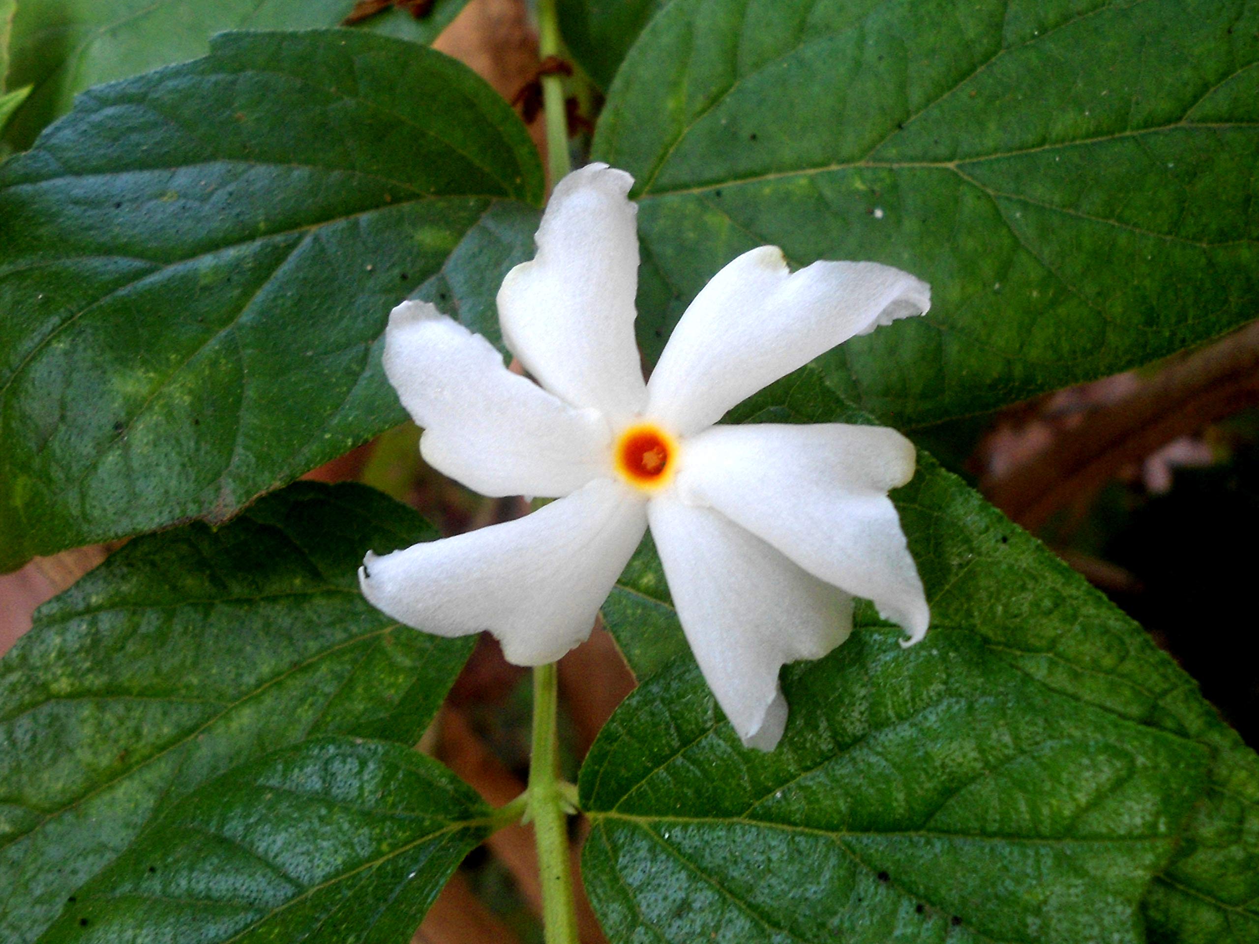 Buy 25 Nyctanthes Arbor-tristis , Har singar, Coral Jasmine, Tree of ...