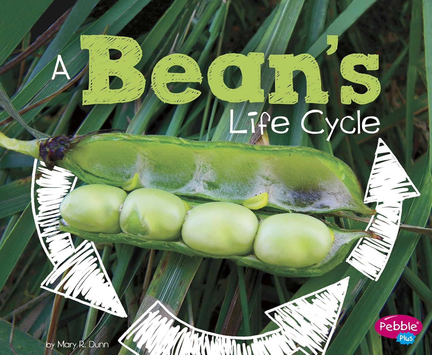 A Bean's Life Cycle (Explore Life Cycles): Dunn, Mary R.: 9781515770572 ...