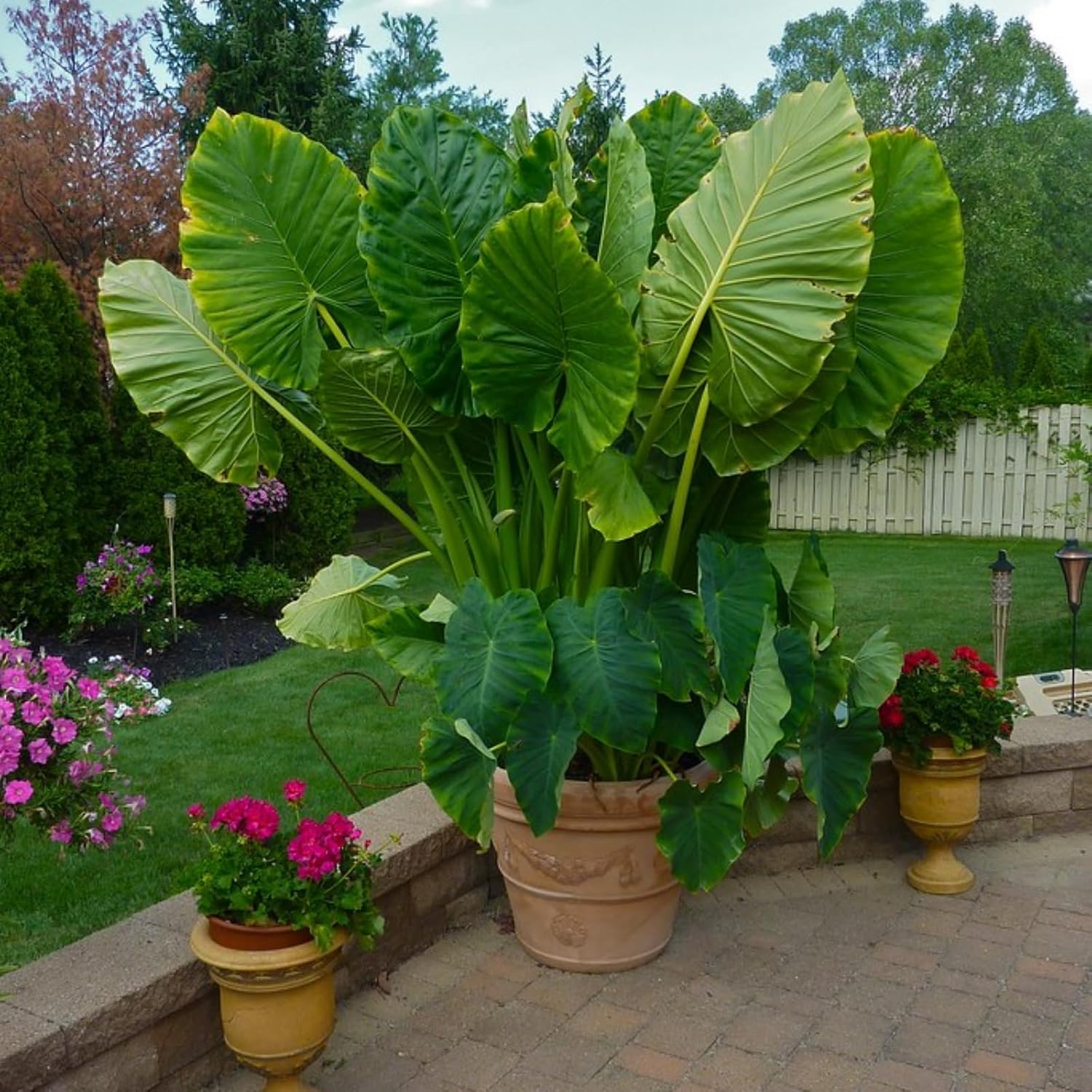 Elephant Ears Bulbs Beautiful Now Mixed Garden Crop for Planting Now UK ...