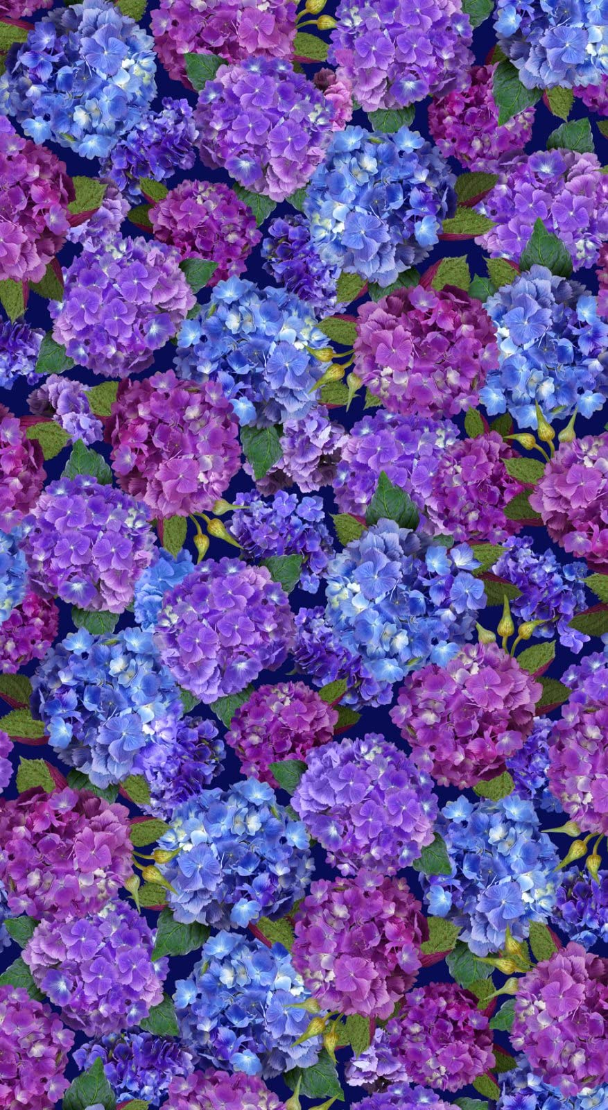 Amazon.com: QT Hydrangea Blooms 29559 X Multi Packed Hydrangeas Print ...
