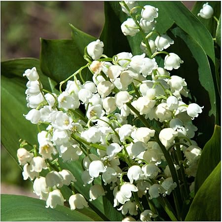 Amazon.com : 10 Live Pips of Lily of The Valley - Blooms Each May ...
