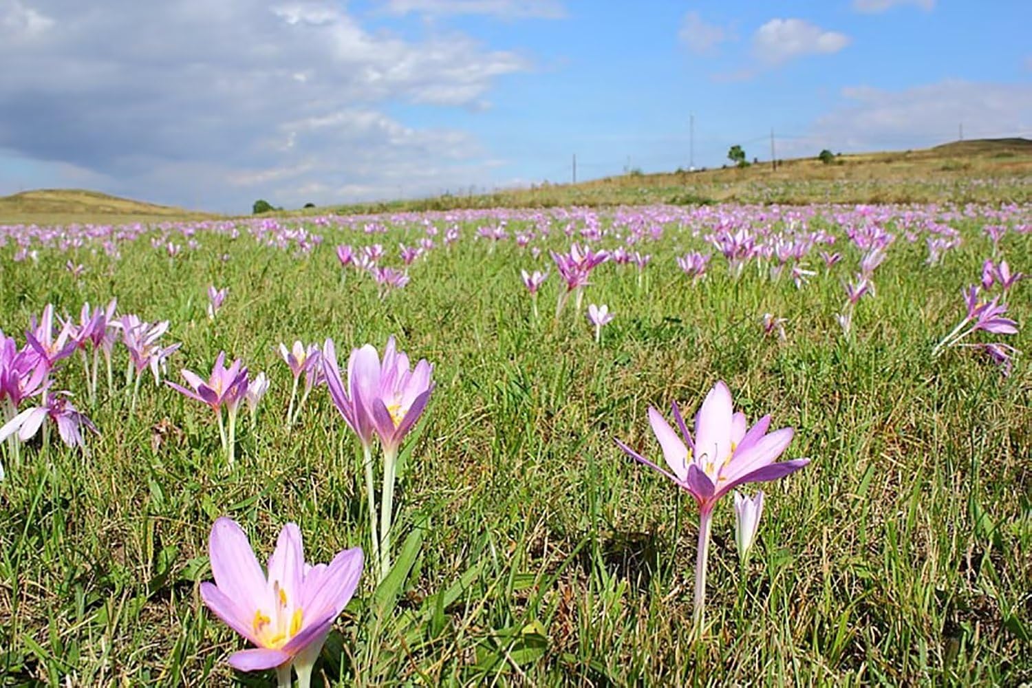 Amazon.com : Pink Wild Crocus Species Saffron Bulbs – Winter Garden ...