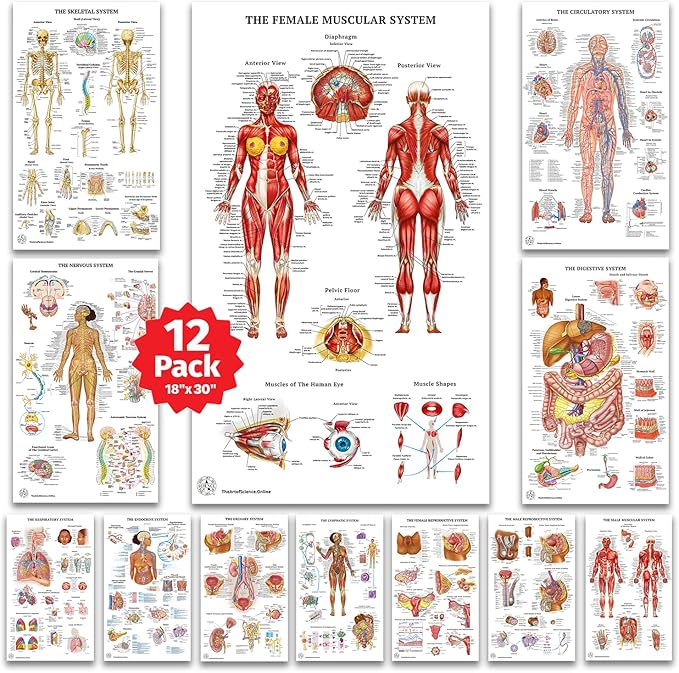 Amazon.com: 12 Human Anatomy Posters, Medical Posters, Circulatory ...