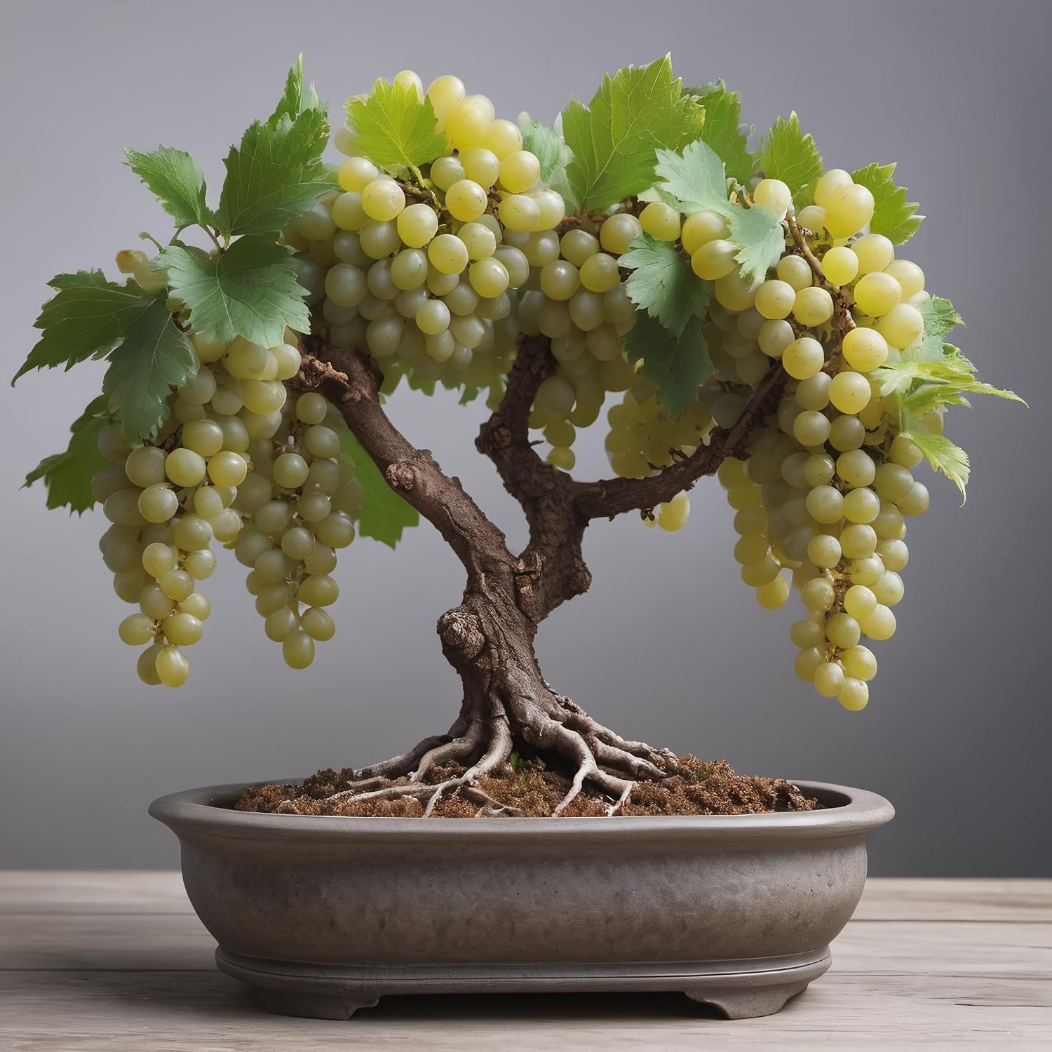 Amazon.com : White Grape Bonsai Plants for Growing - 1 Year Seedling ...