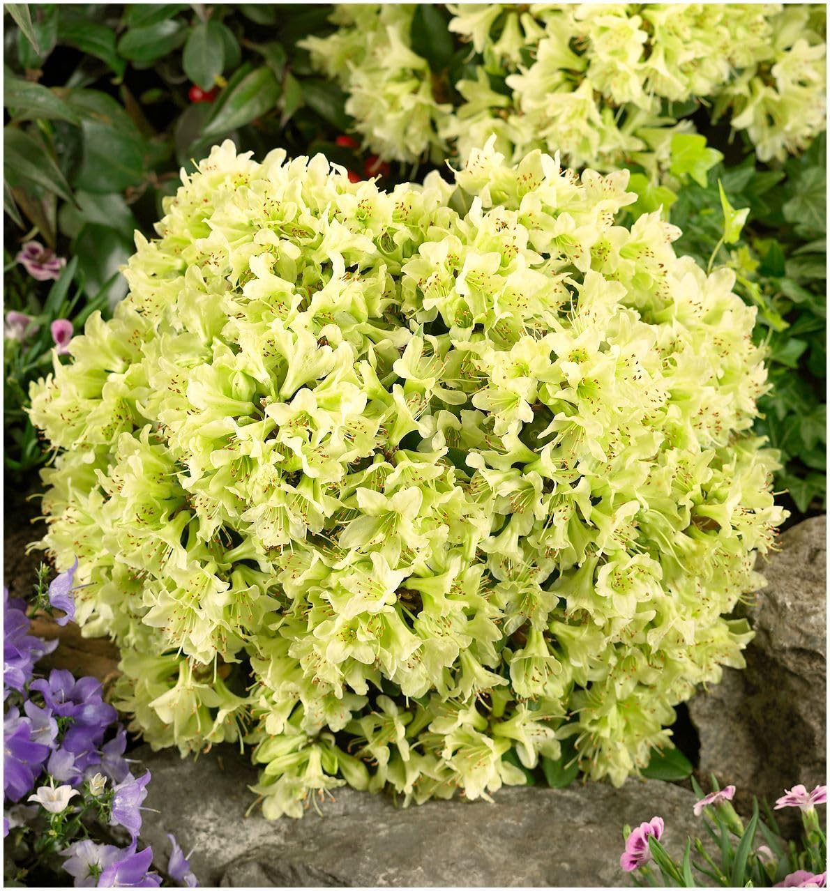 GrowOn Shrubs Dwarf Rhododendron Japonica 'Shamrock' | Evergreen Shrub ...