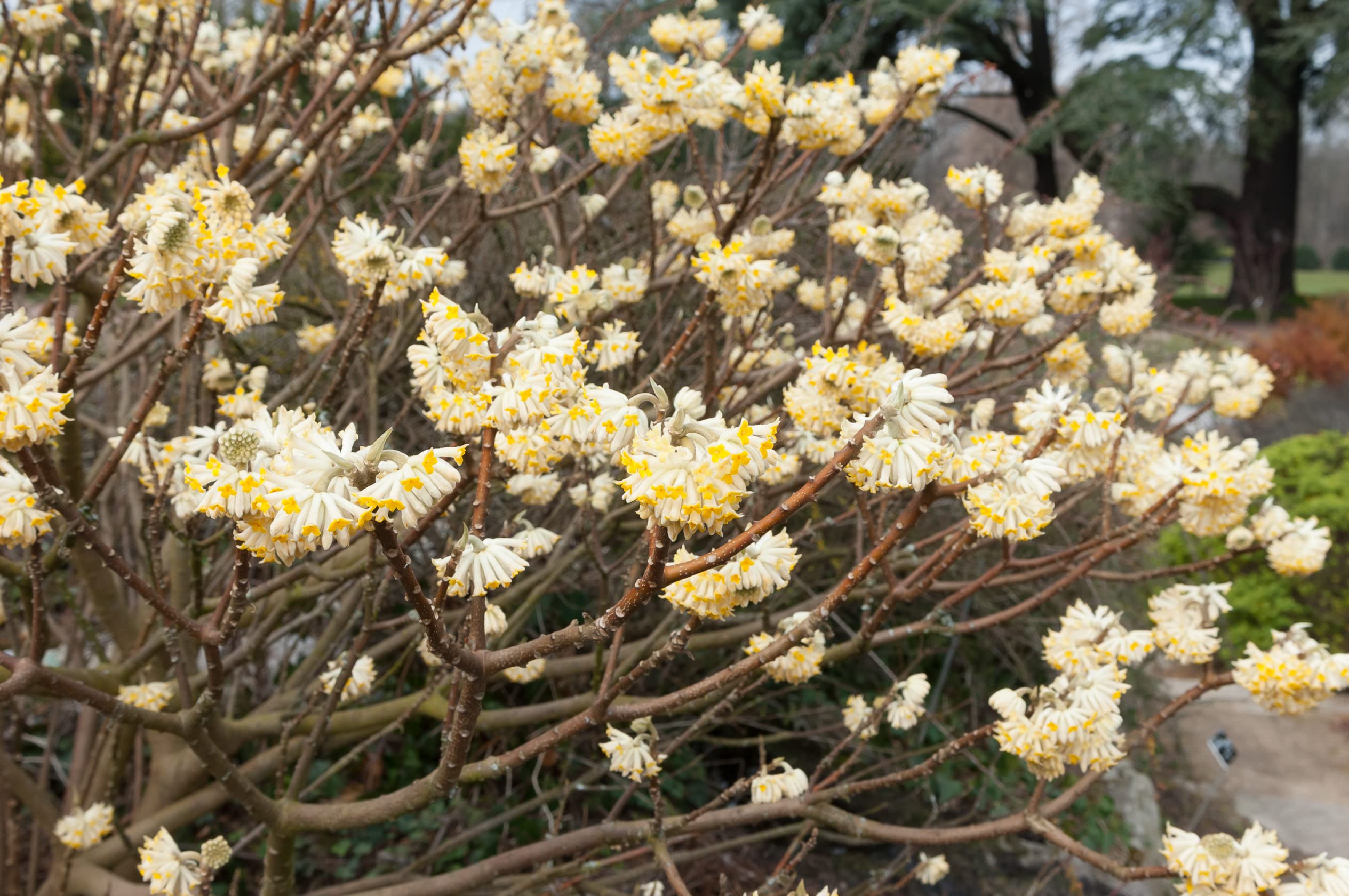 Edgeworthia Chrysantha Paper Bush