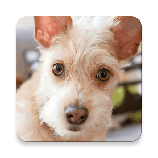 Happy Kids-Happy Pets - App on Amazon Appstore