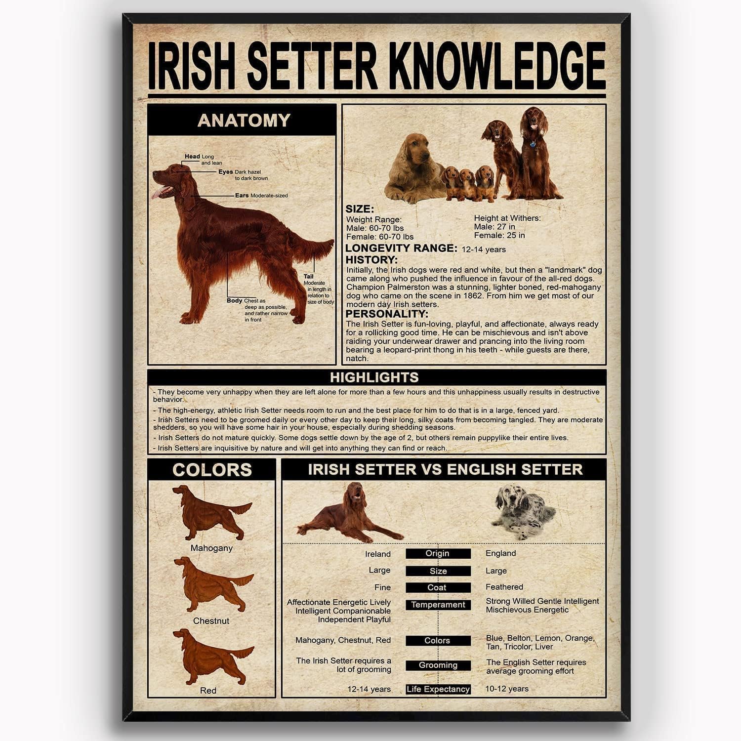 Amazon.com: Irish Setter Knowledge Metal Tin Signs Anatomy Information ...