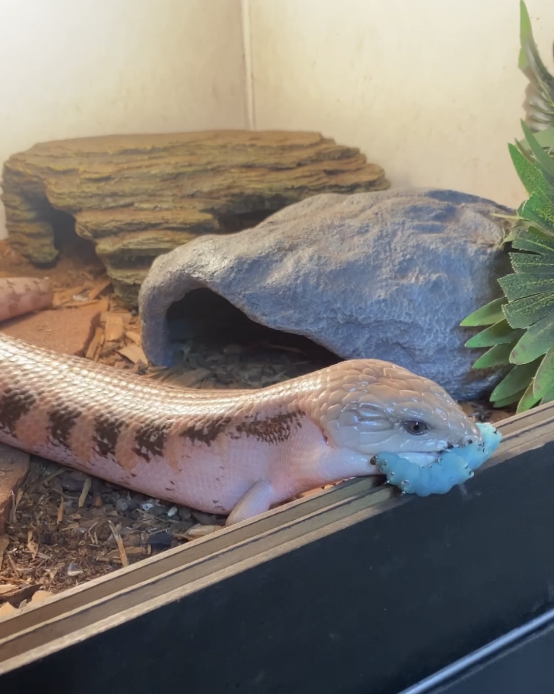 Lyssa's Lizards's Amazon Page