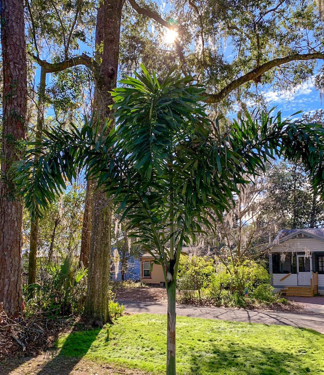 Amazon.com : BGI PALMGAIN 10lb Bag Palm Tree Fertilizer, Ferns, Cycads ...