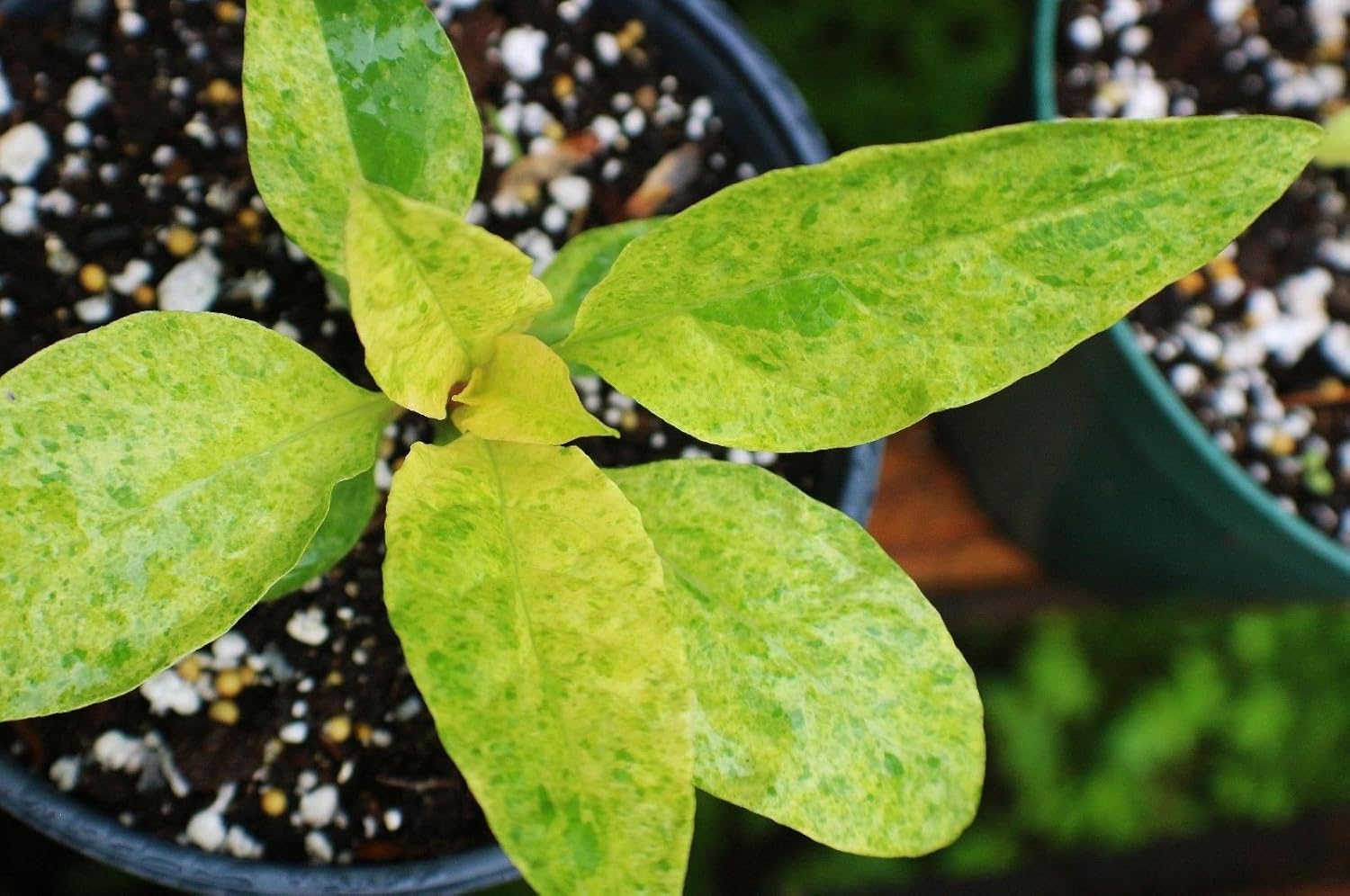 Amazon.com : 2016 SEEDS~Variegated Pokeweed Phytolacca americana ...