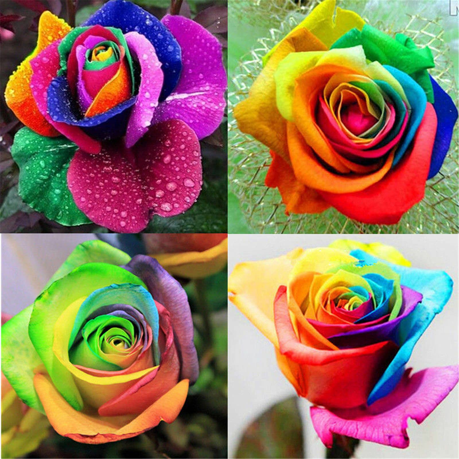 Rainbow Roses Garden