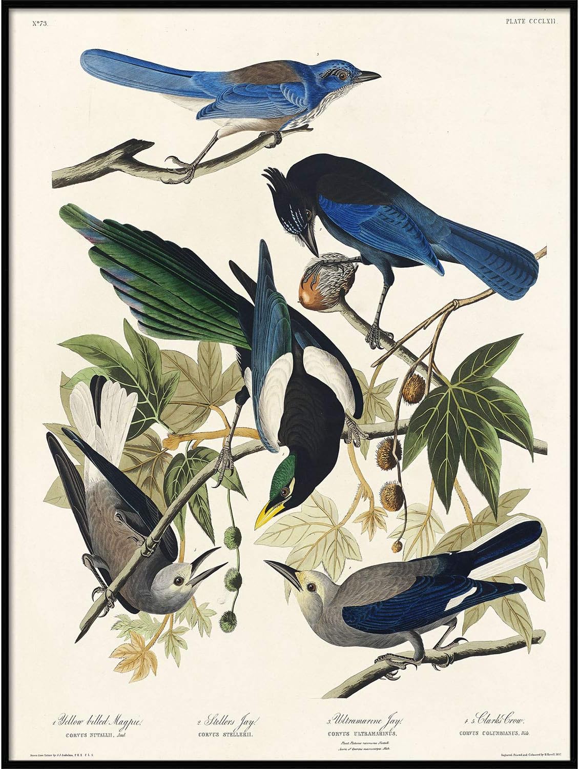 Amazon.com: Magpie Print, Antique Bird Painting, Vintage Drawing Poster ...