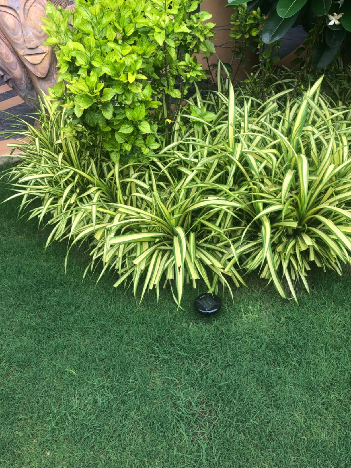 Nuance Ultrasonic Waves Solar Snake Repeller, Snake Repellent, Snake ...