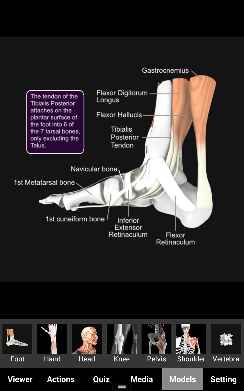 Muscle and Bone Anatomy 3D - App on Amazon Appstore