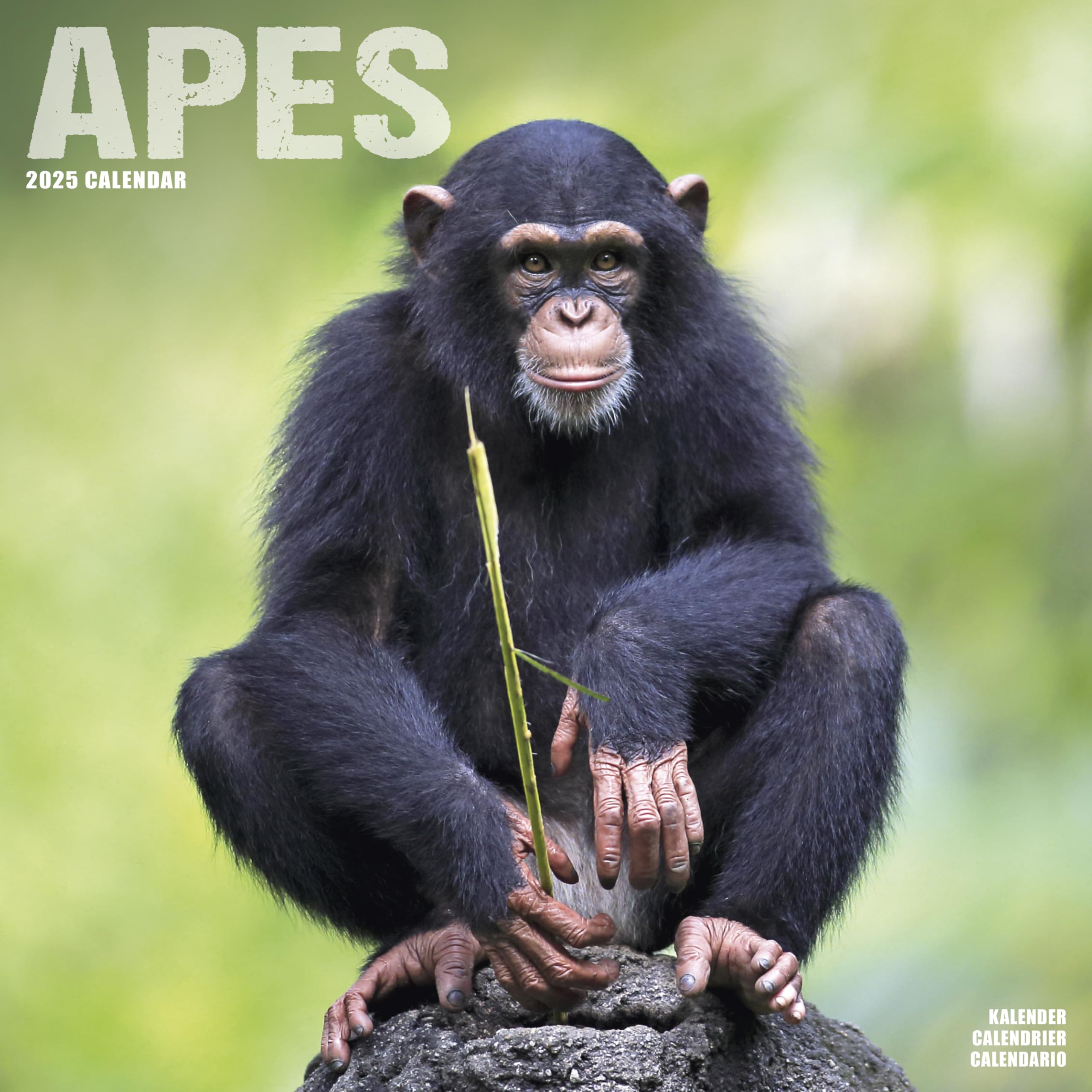 Amazon.com : 2025 Apes Wall Calendar, 12X12, Avonside Publishing ...