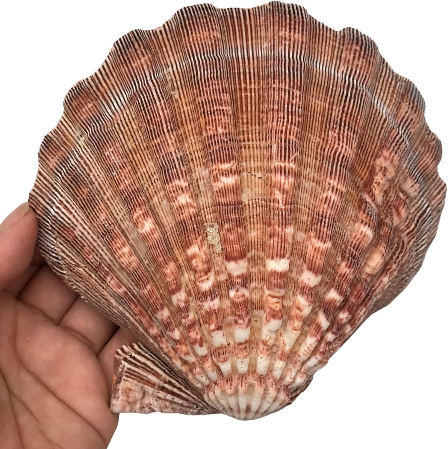 Amazon.com: PEPPERLONELY 3 PC Large Great Scallop Sea Shells, Lion's ...