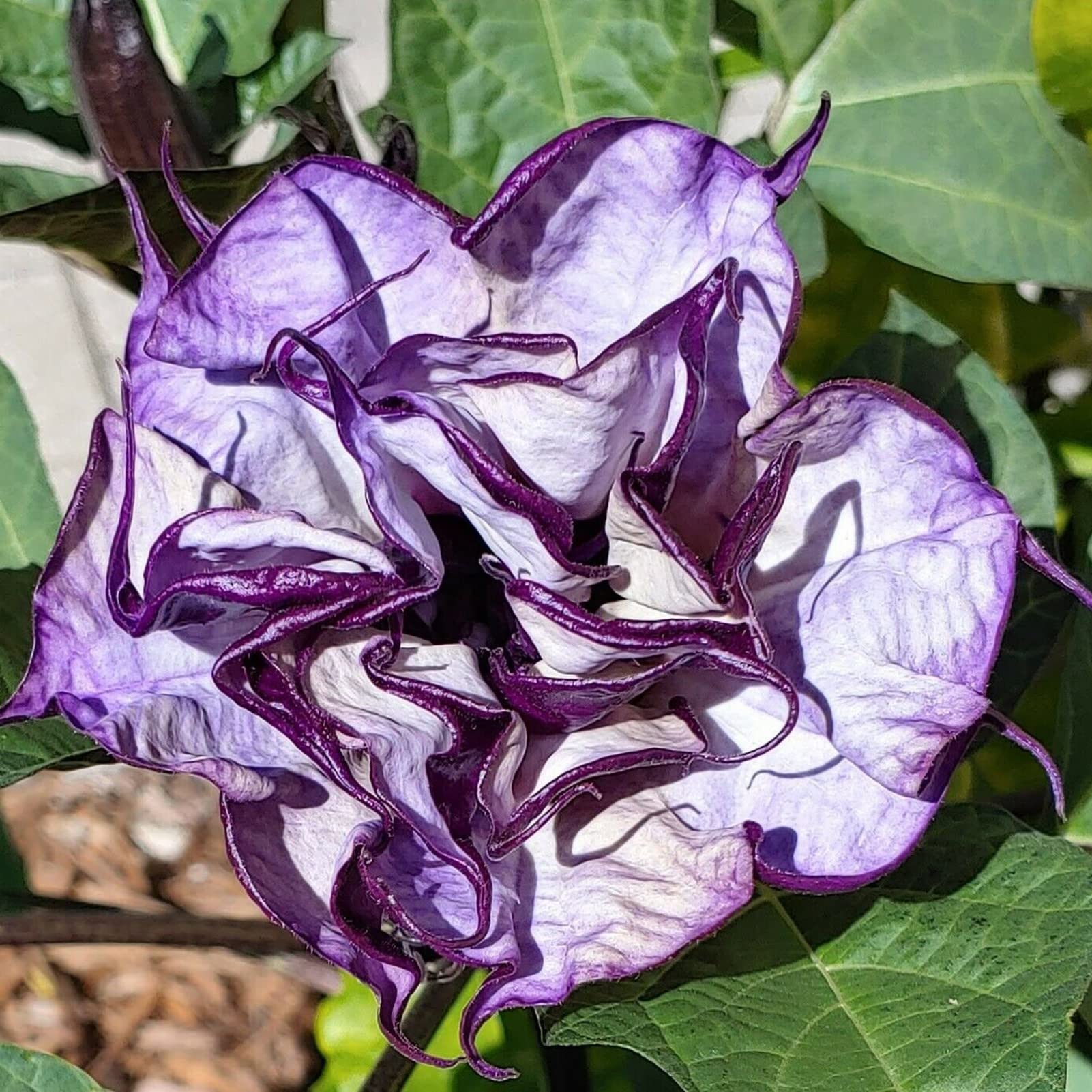 Dfbtyg Lycoris Radiata Seeds 1 Bag Seeds Productive High Survival ...