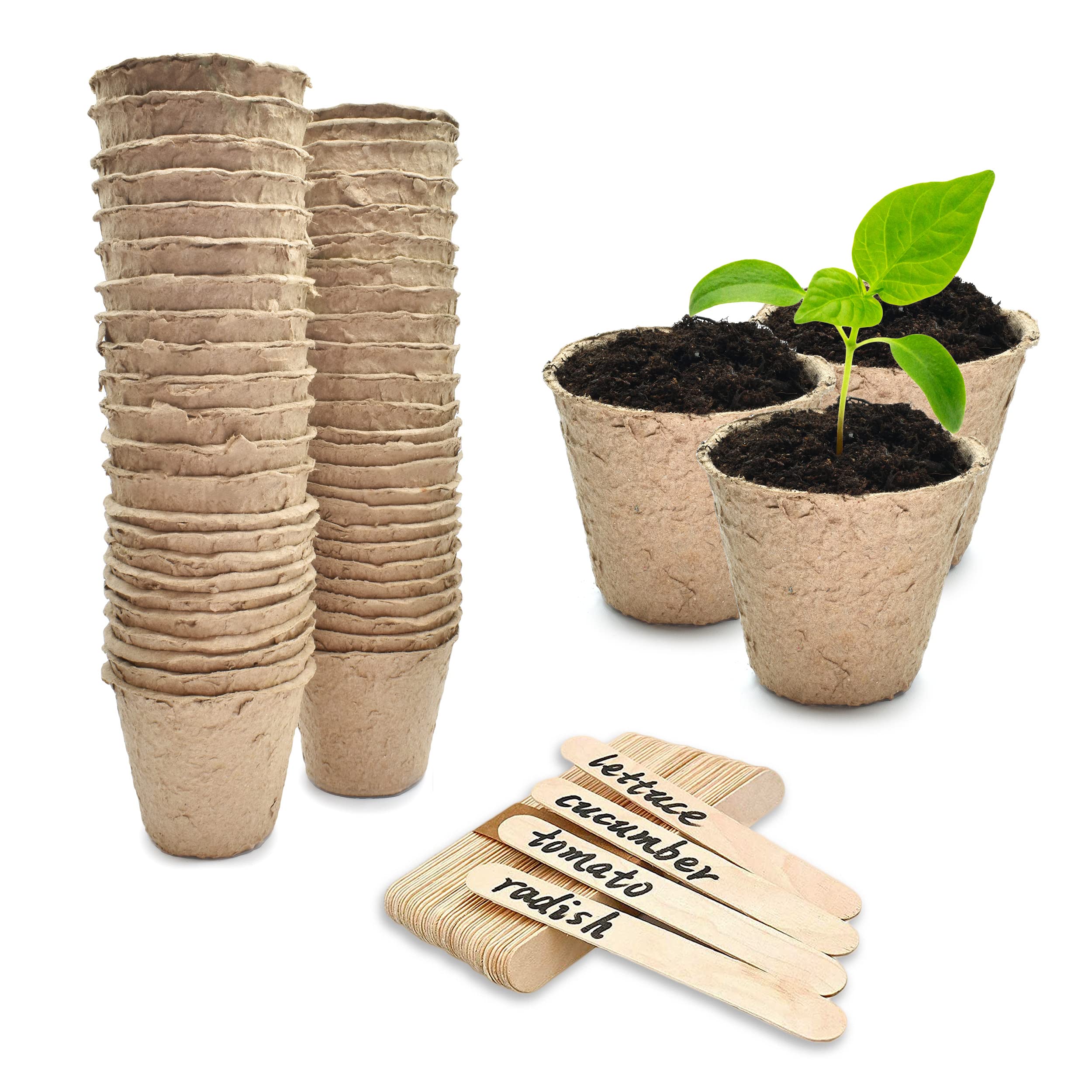 Buy Green Thumbz Biodegradable Pots - 8cm x 50pcs Cardboard Pots for ...