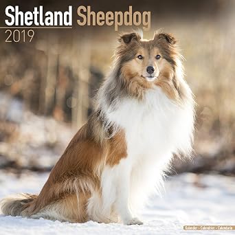 Amazon | Shetland Sheepdog Calendar 2019 | Avonside Publishing Ltd | 輸入 ...