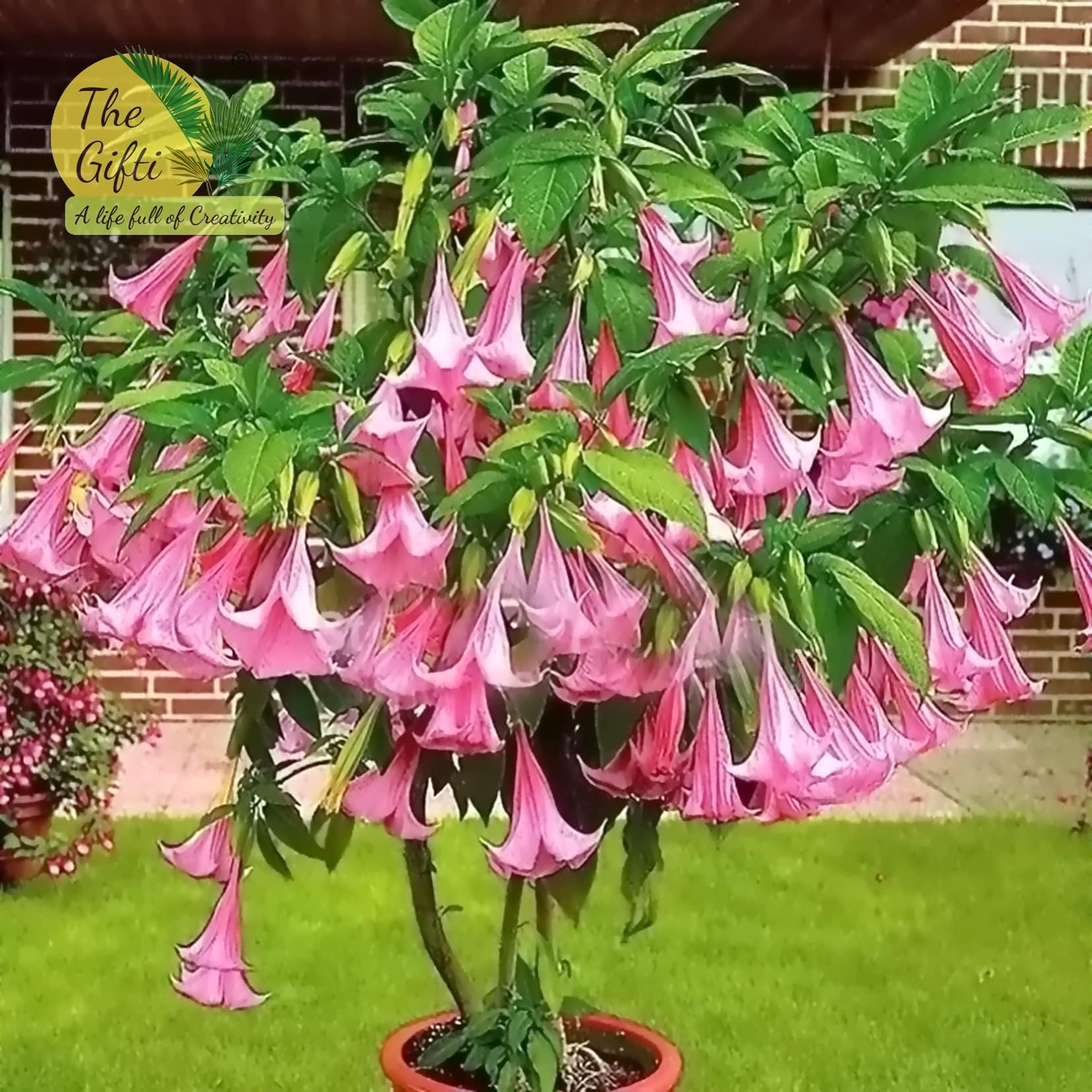 The Gifti ® Live Exotic Brazilian Fragrant Pink Datura or Angel's ...