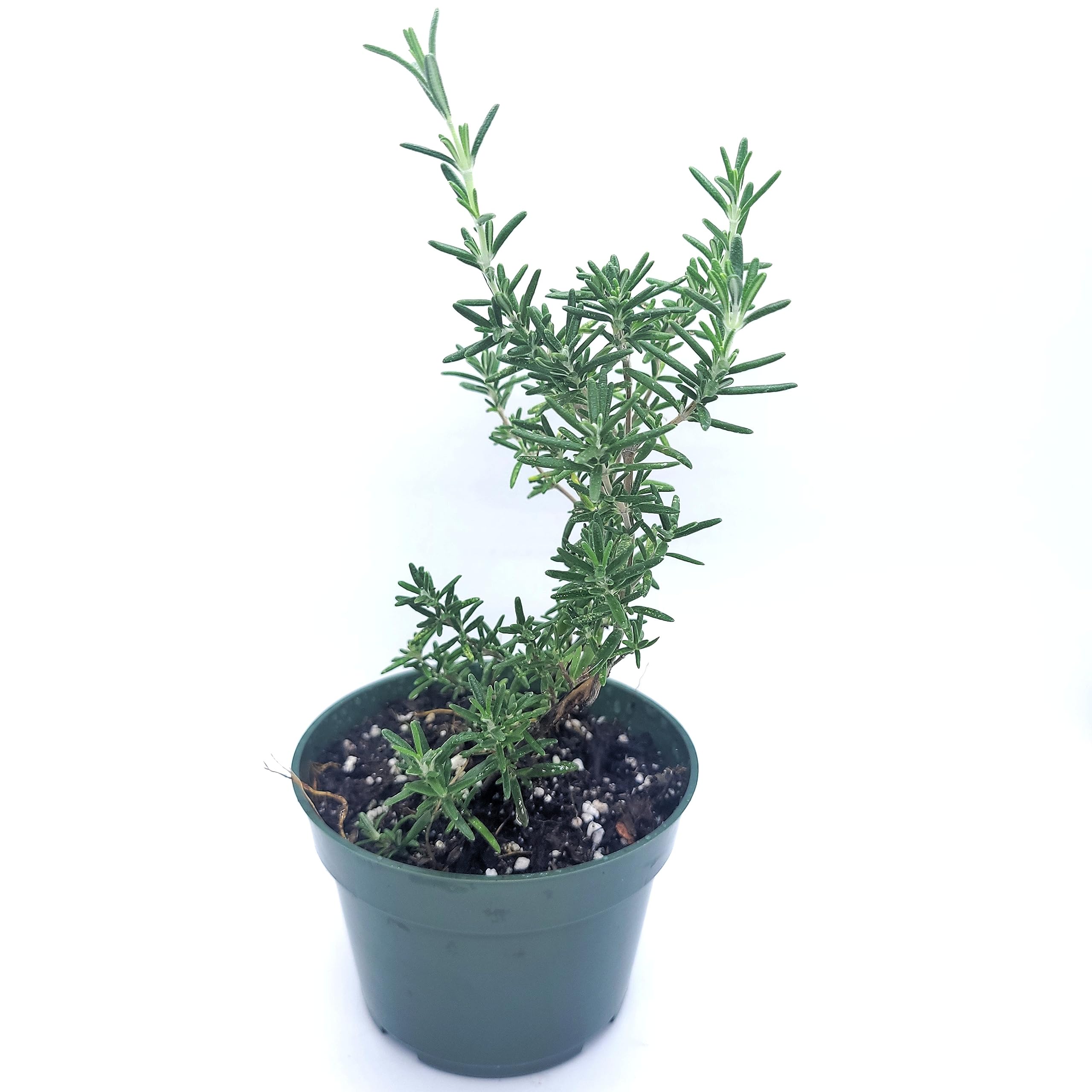 Amazon.com : Rosemary Live Plant in 4" Pot Fragrant Outdoor Shrub ...